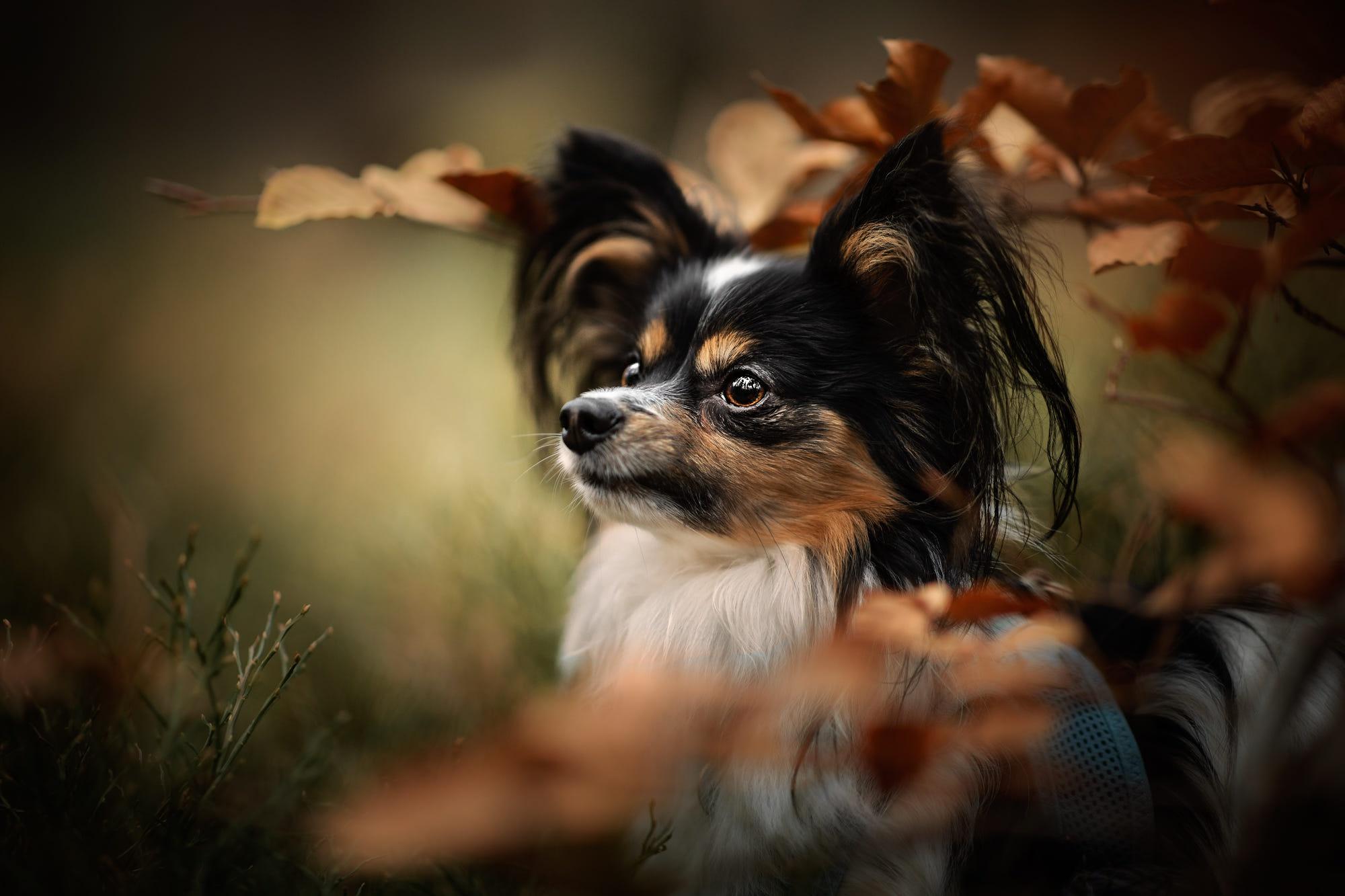Papillion Wallpapers - Top Free Papillion Backgrounds - WallpaperAccess