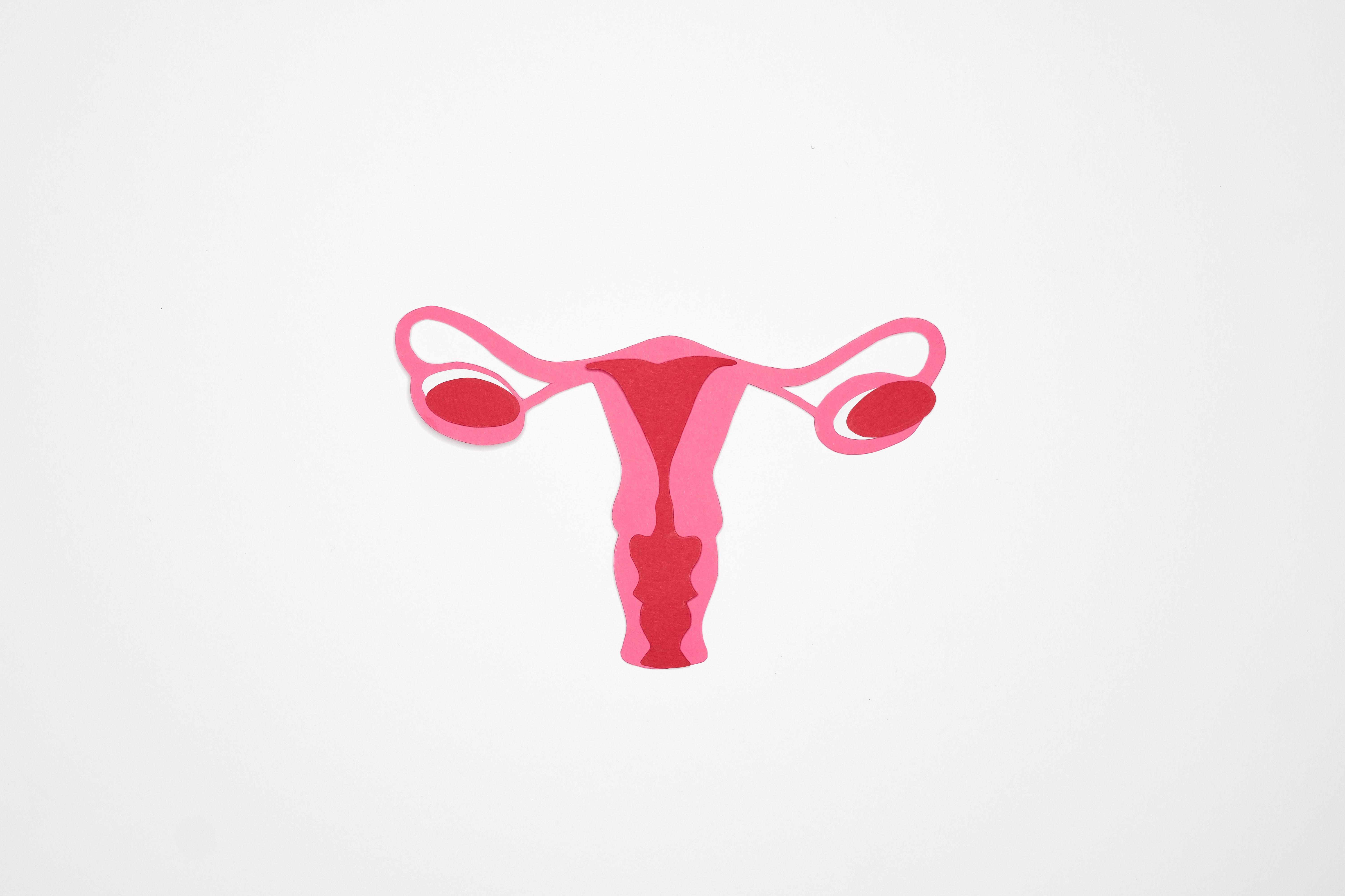 Uterus Wallpapers - Top Free Uterus Backgrounds - WallpaperAccess