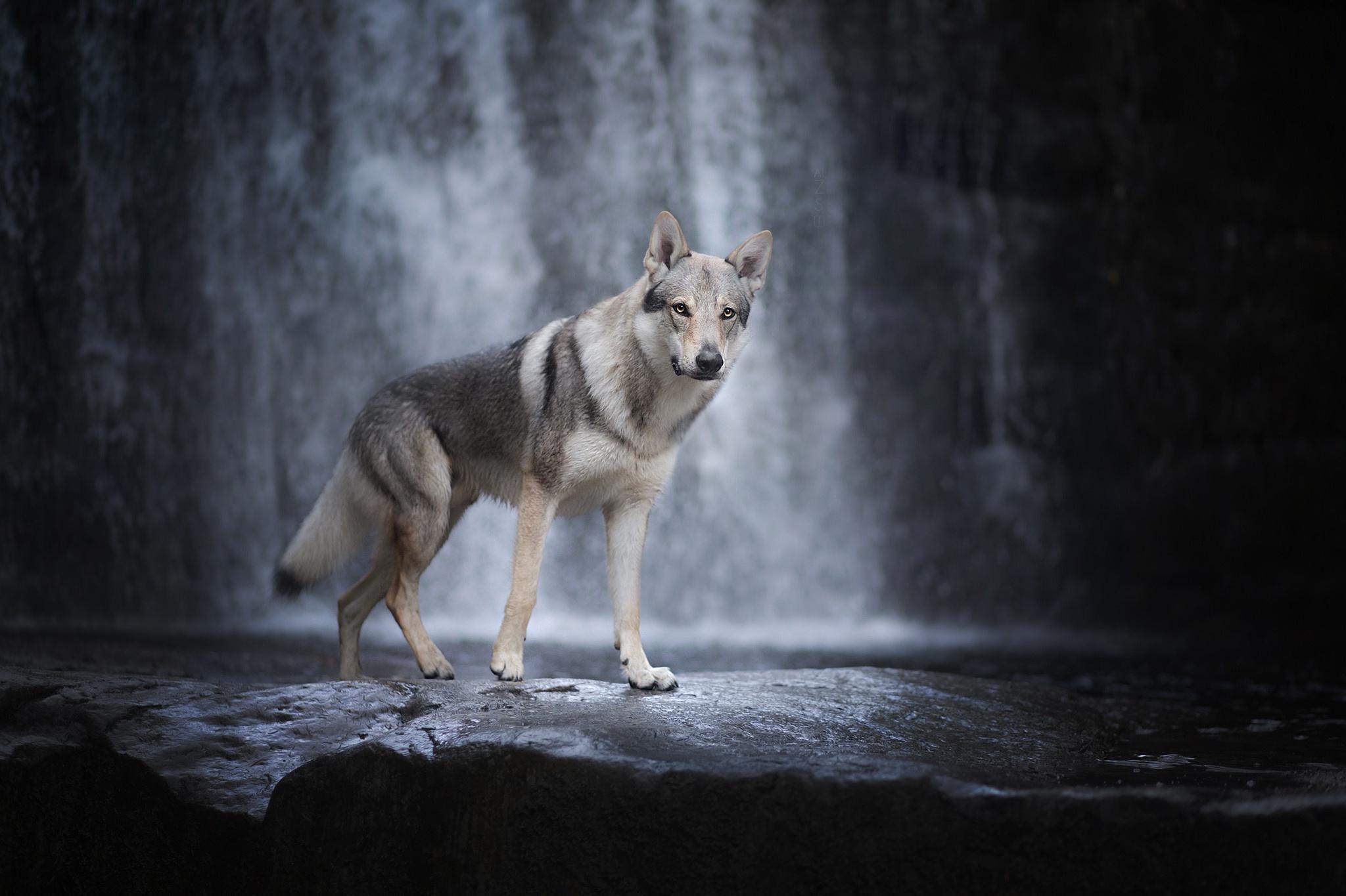 Wolf Dog Wallpapers - Top Free Wolf Dog Backgrounds - WallpaperAccess