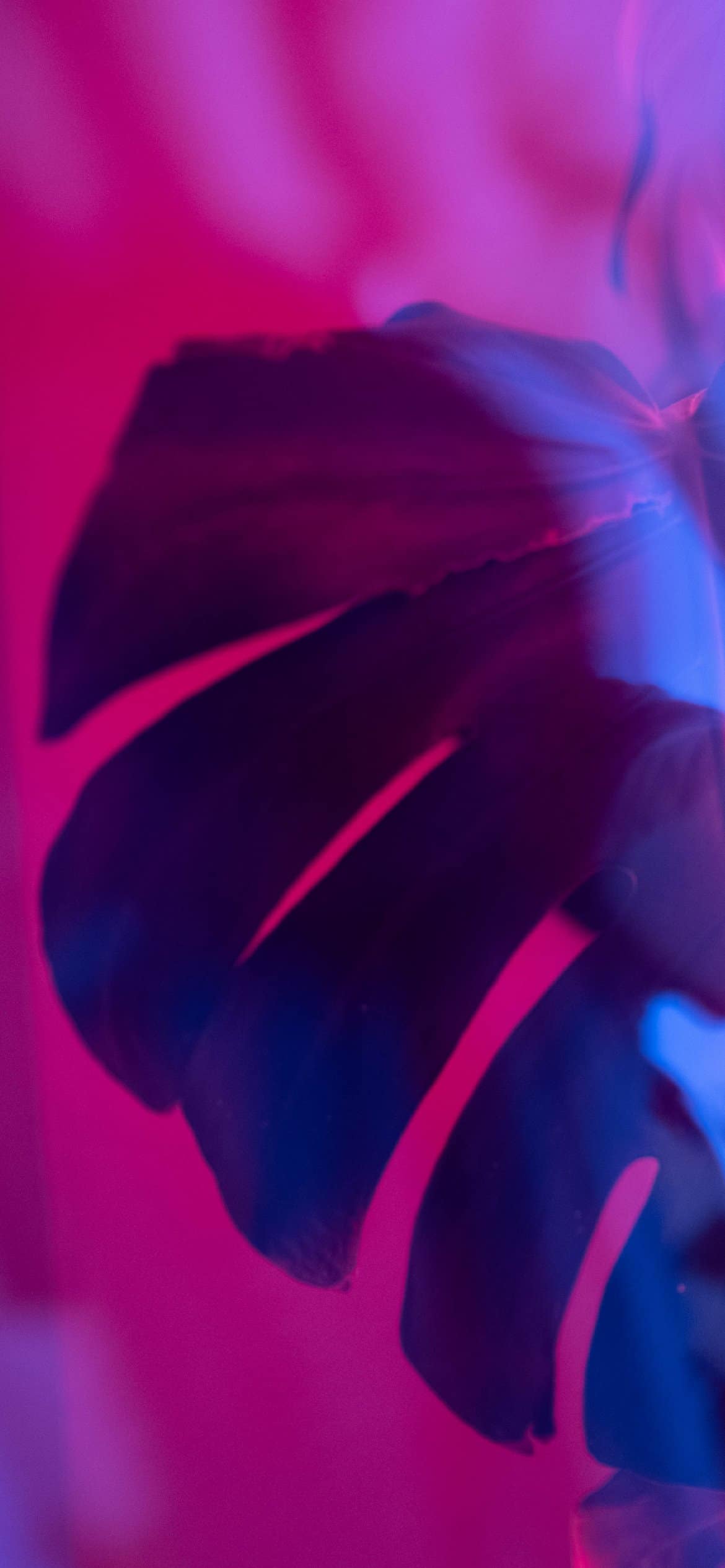 Purple and Pink Neon Wallpapers - Top Free Purple and Pink Neon ...