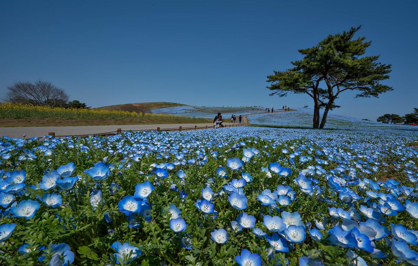Hitachi Seaside Park Wallpapers - Top Free Hitachi Seaside Park ...