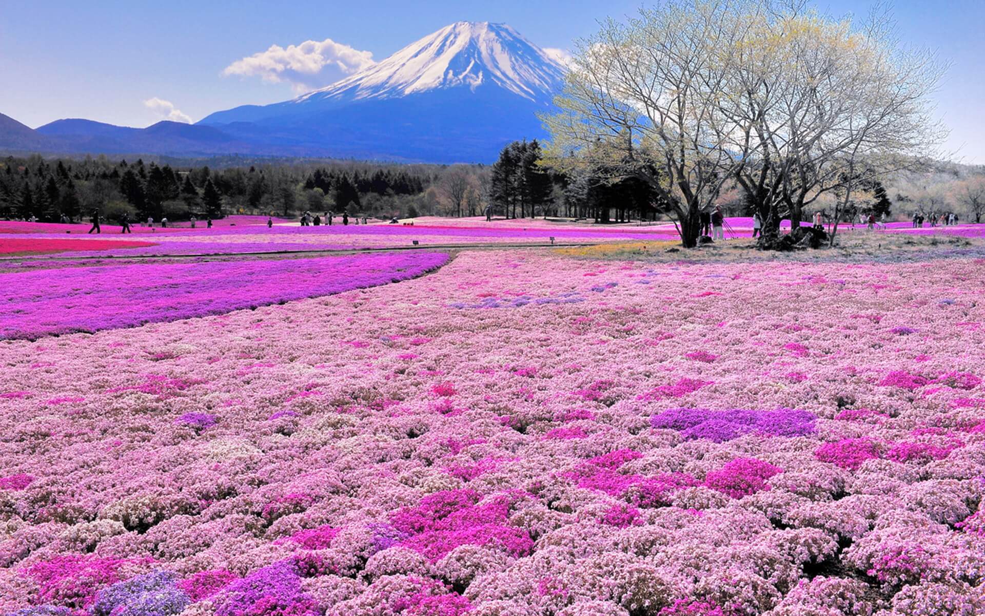 Hitachi Seaside Park Wallpapers - Top Free Hitachi Seaside Park ...