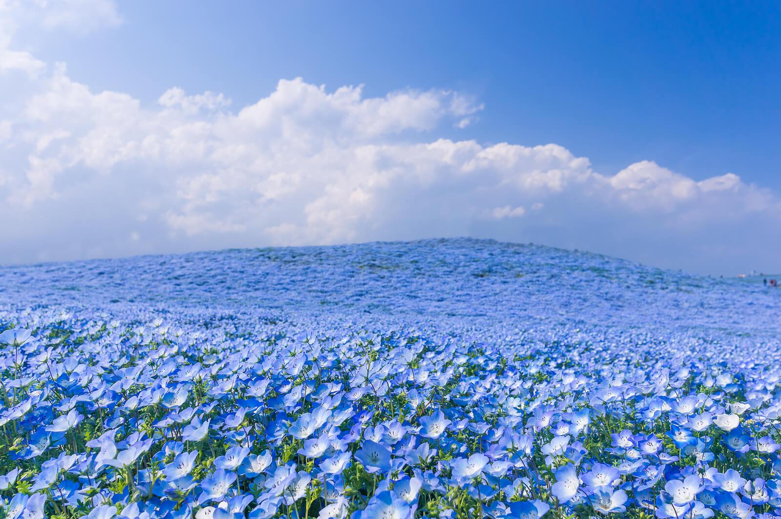 Hitachi Seaside Park Wallpapers - Top Free Hitachi Seaside Park ...