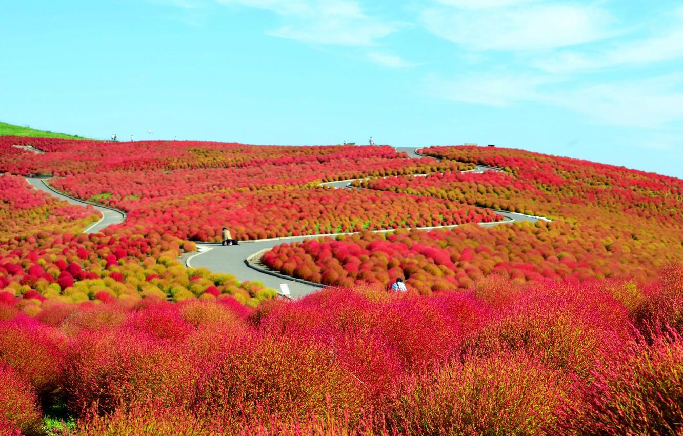 Hitachi Seaside Park Wallpapers - Top Free Hitachi Seaside Park ...