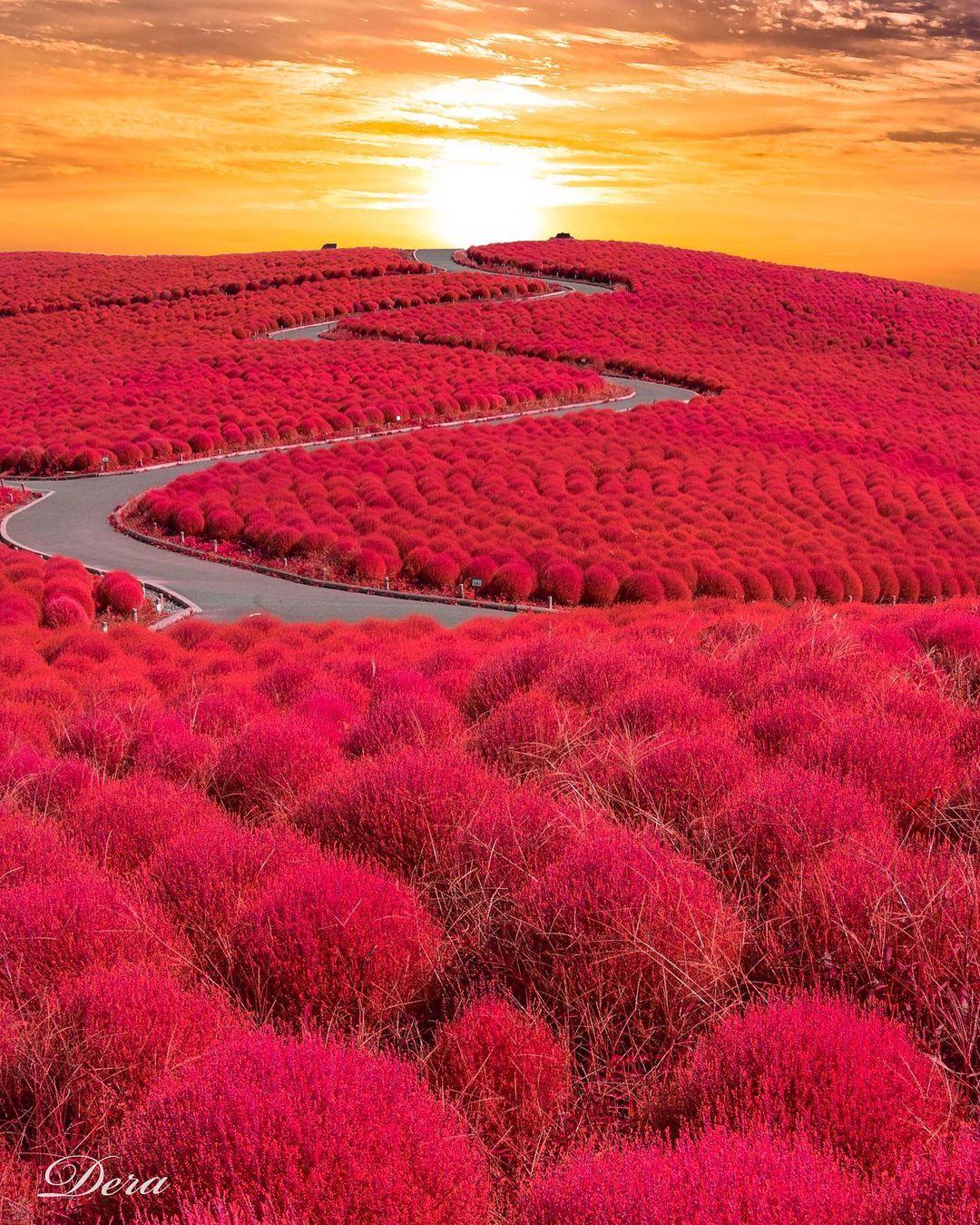 Hitachi Seaside Park Wallpapers - Top Free Hitachi Seaside Park ...