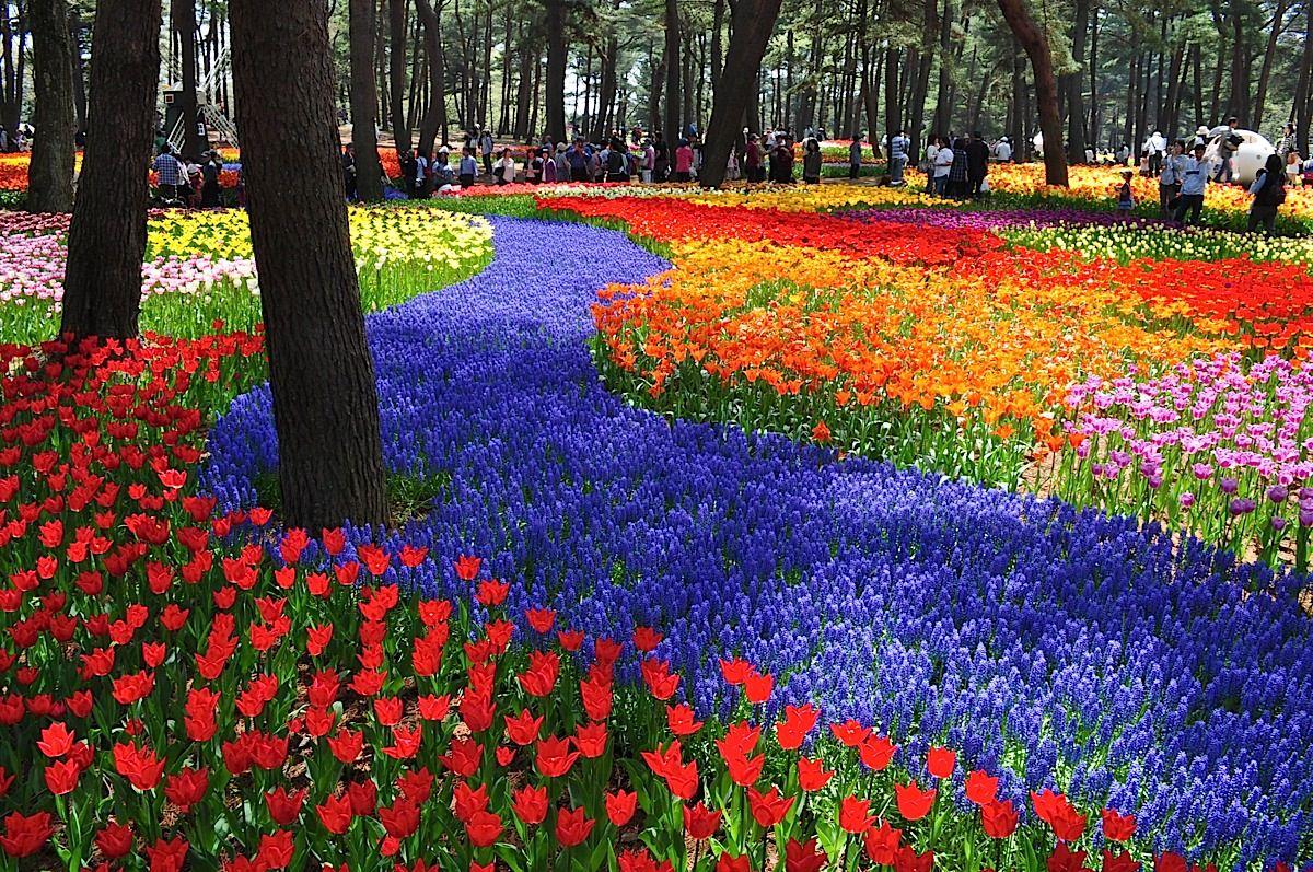 Hitachi Seaside Park Wallpapers - Top Free Hitachi Seaside Park ...