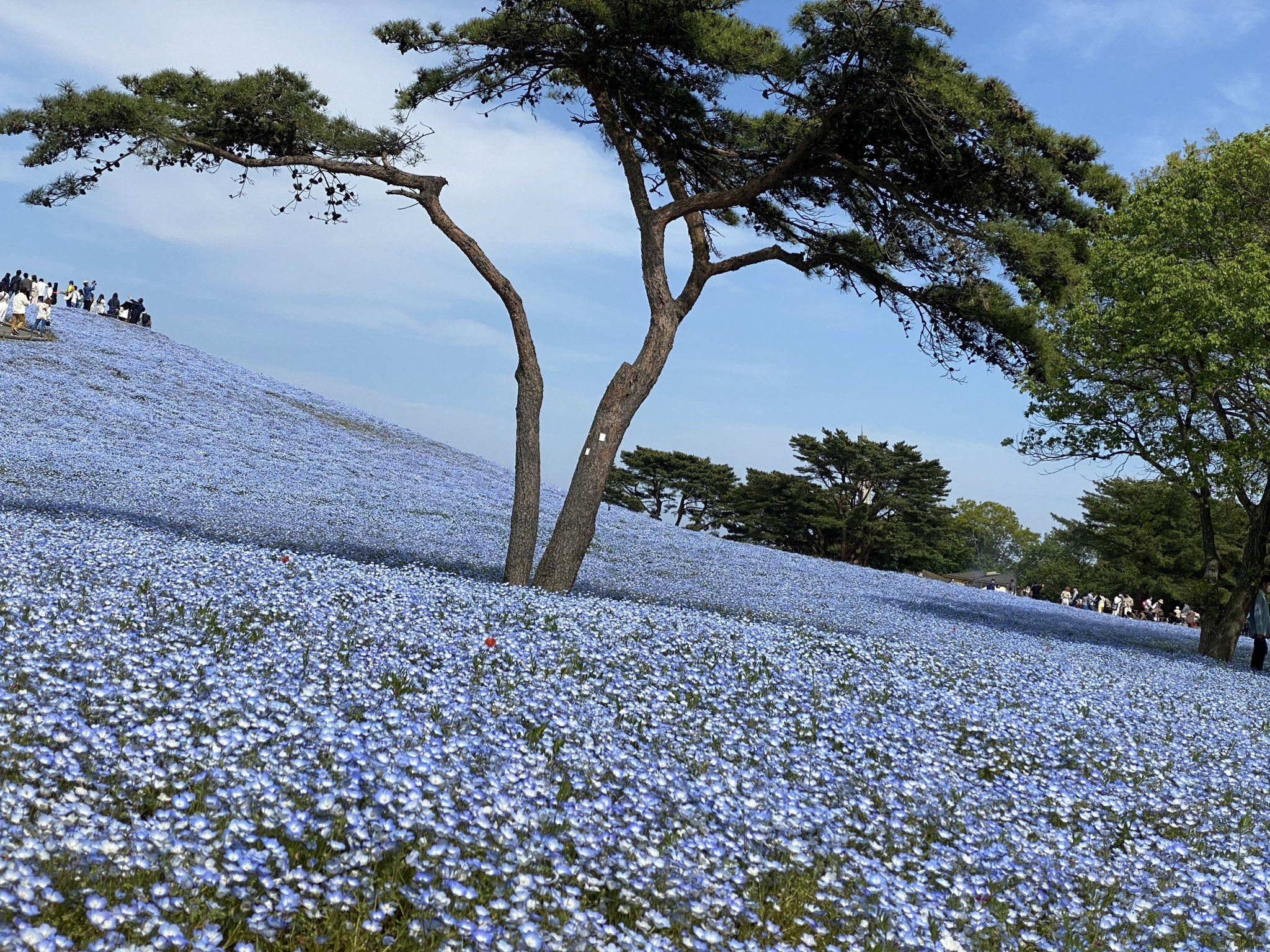Hitachi Seaside Park Wallpapers - Top Free Hitachi Seaside Park ...