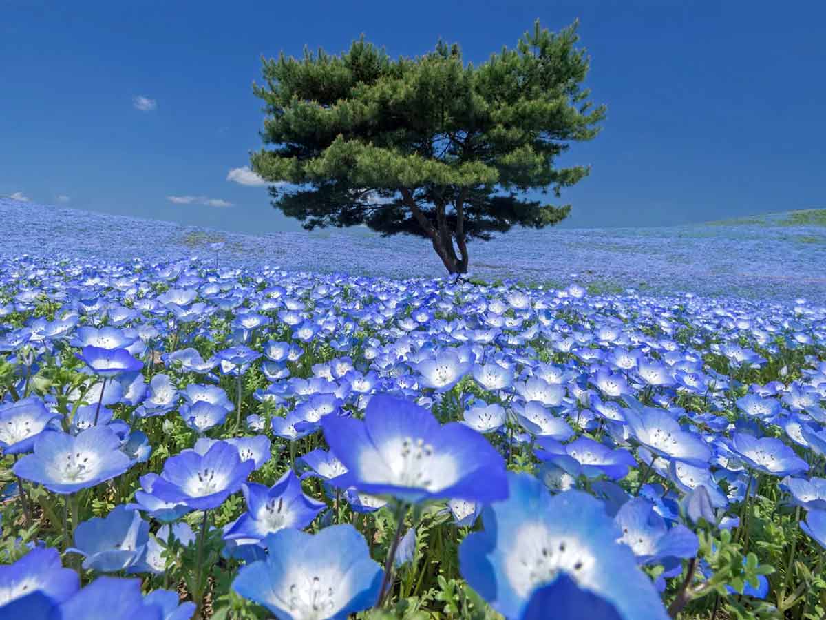 Hitachi Seaside Park Wallpapers - Top Free Hitachi Seaside Park ...