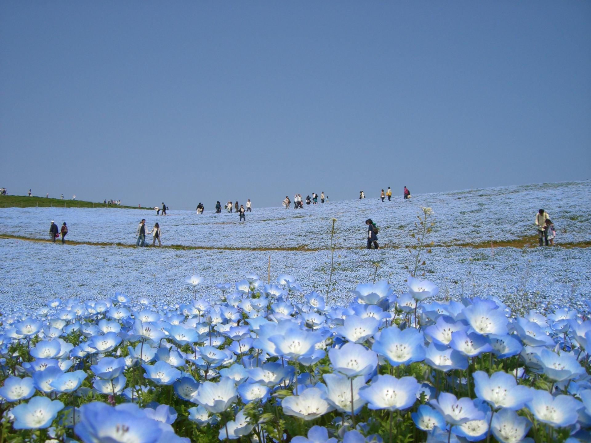Hitachi Seaside Park Wallpapers - Top Free Hitachi Seaside Park ...