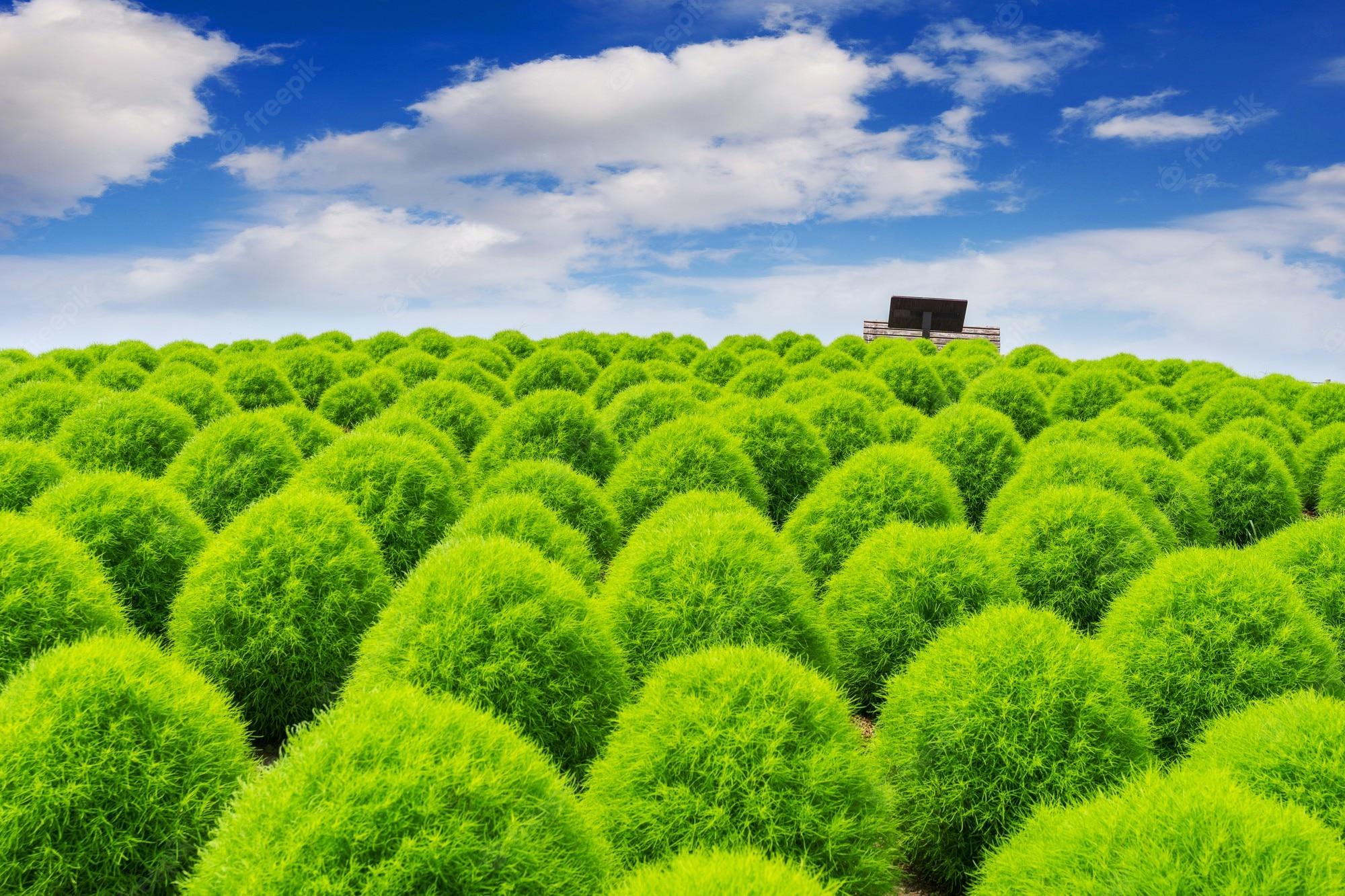 Hitachi Seaside Park Wallpapers - Top Free Hitachi Seaside Park ...