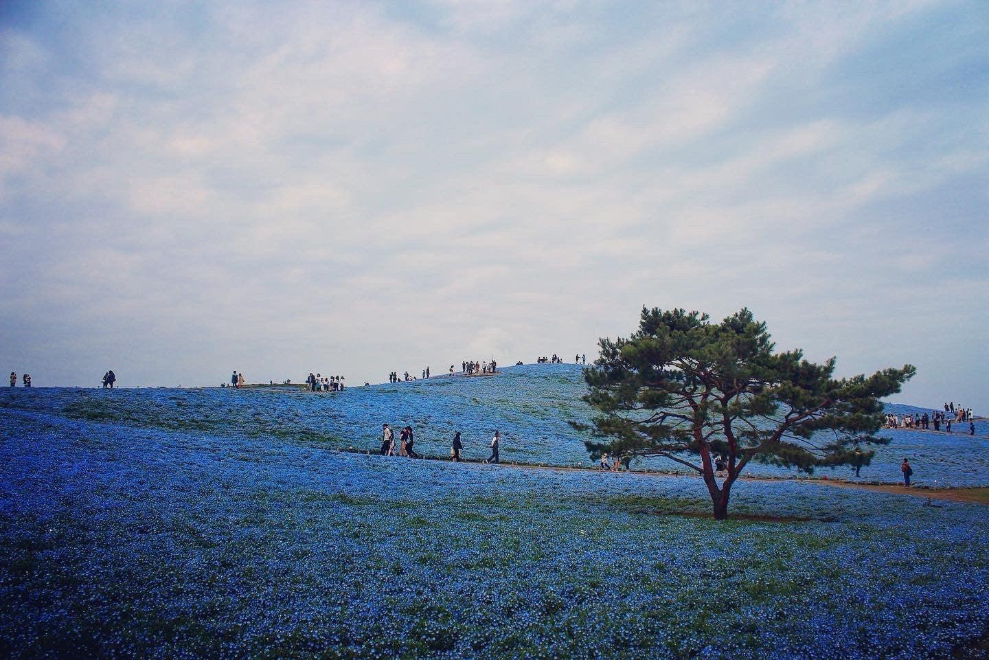 Hitachi Seaside Park Wallpapers - Top Free Hitachi Seaside Park ...