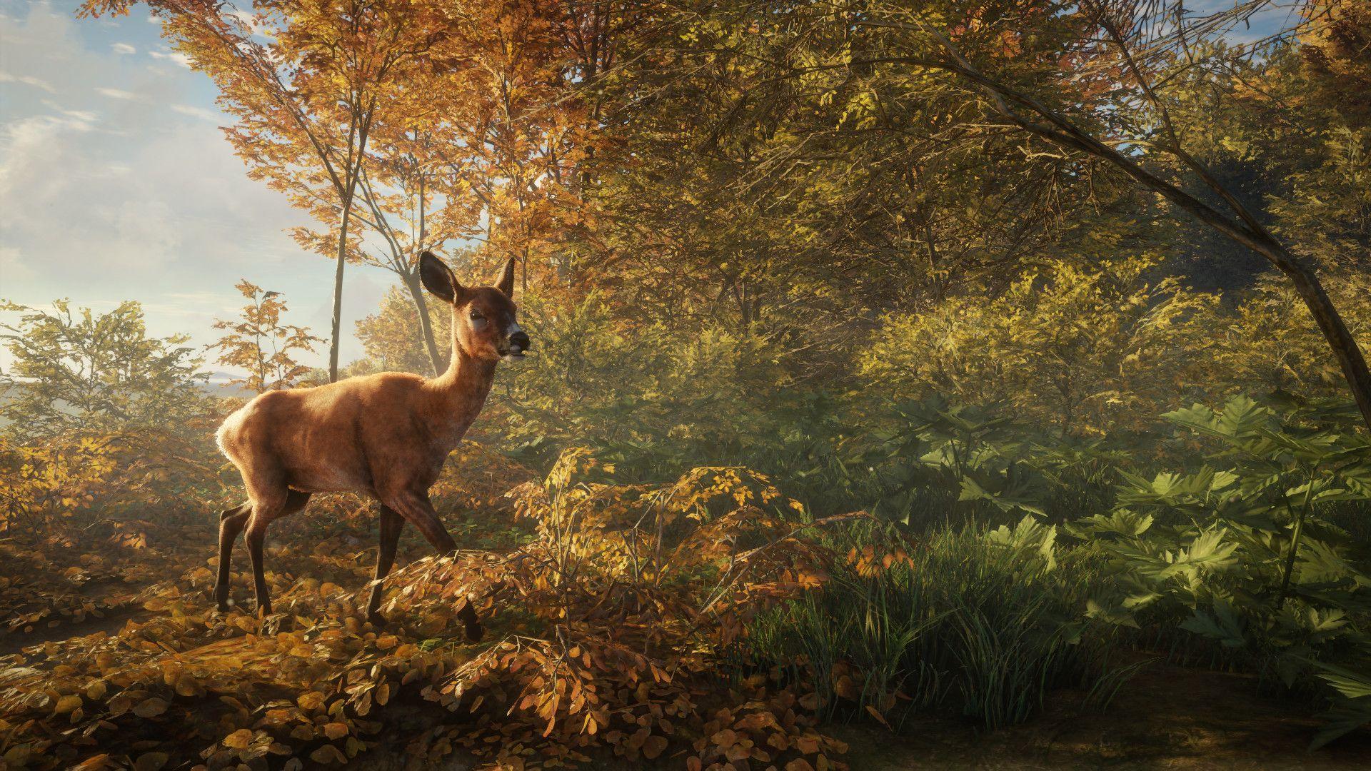 Deer Hunting Desktop Wallpapers - Top Free Deer Hunting Desktop ...