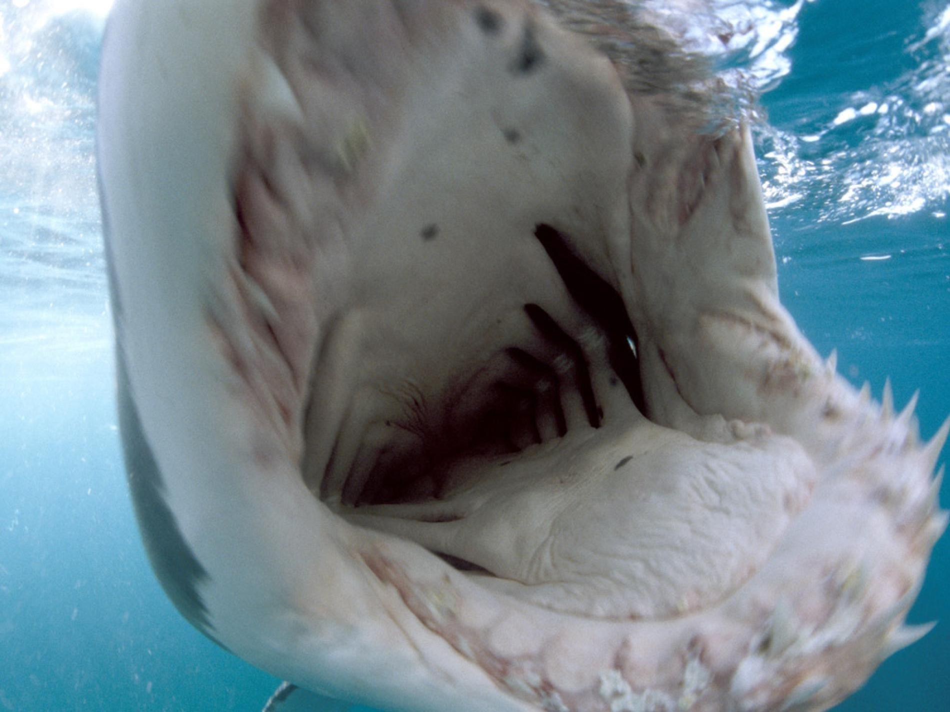 Bull Shark Wallpapers - Top Free Bull Shark Backgrounds - WallpaperAccess