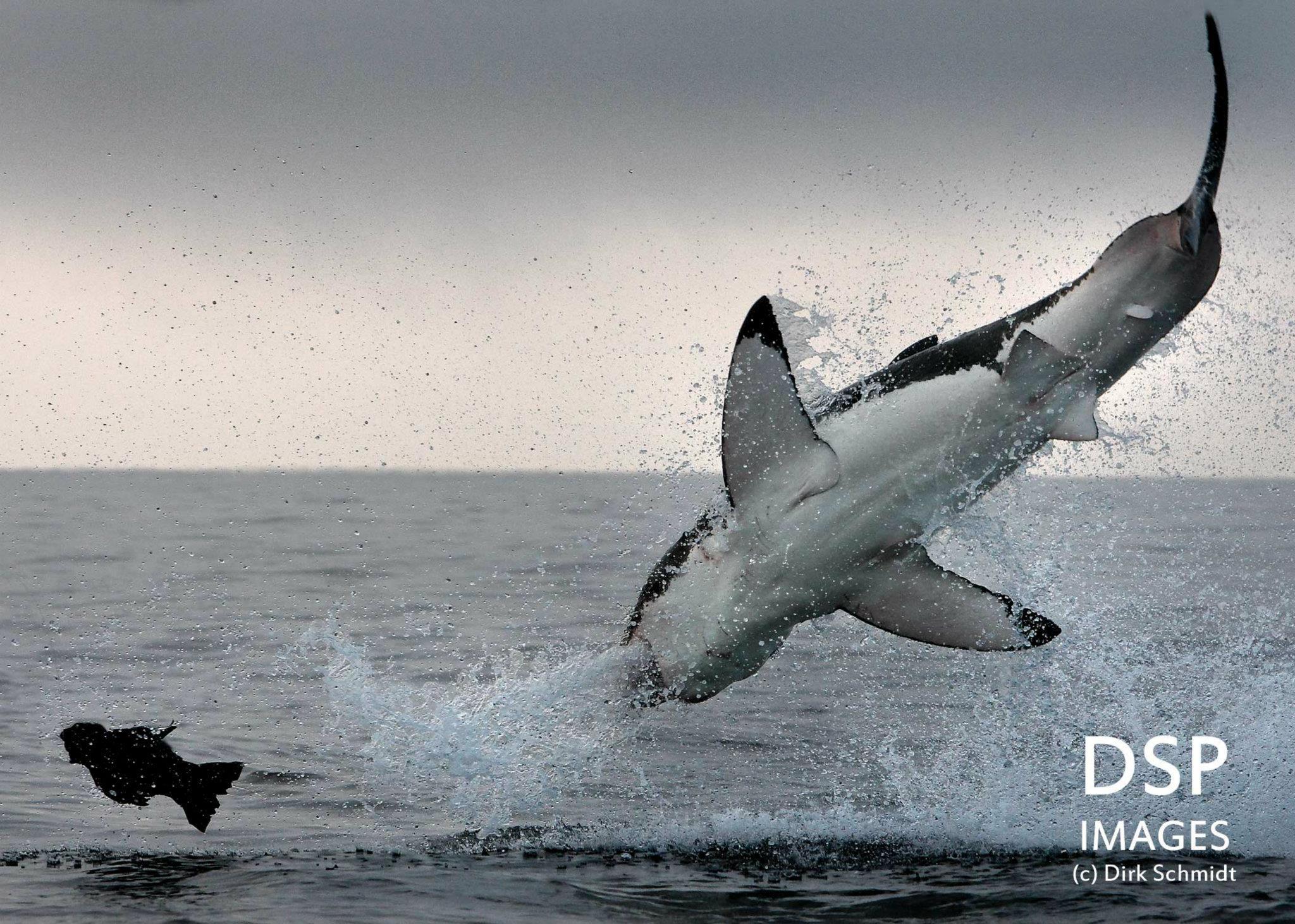 Shark Breaching Wallpapers - Top Free Shark Breaching Backgrounds ...