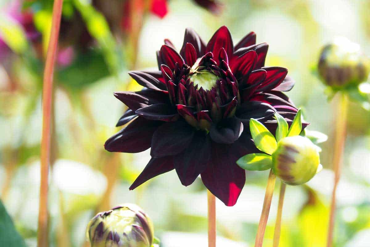 Black Dahlia Flower Wallpapers - Top Free Black Dahlia Flower ... Black Dahlia Flower Wallpapers - Top Free Black Dahlia Flower ...