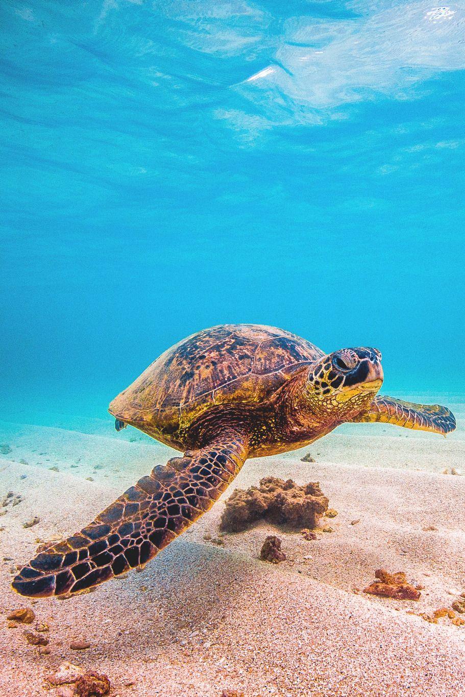 Hawaiian Sea Turtle Wallpapers - Top Free Hawaiian Sea Turtle ...
