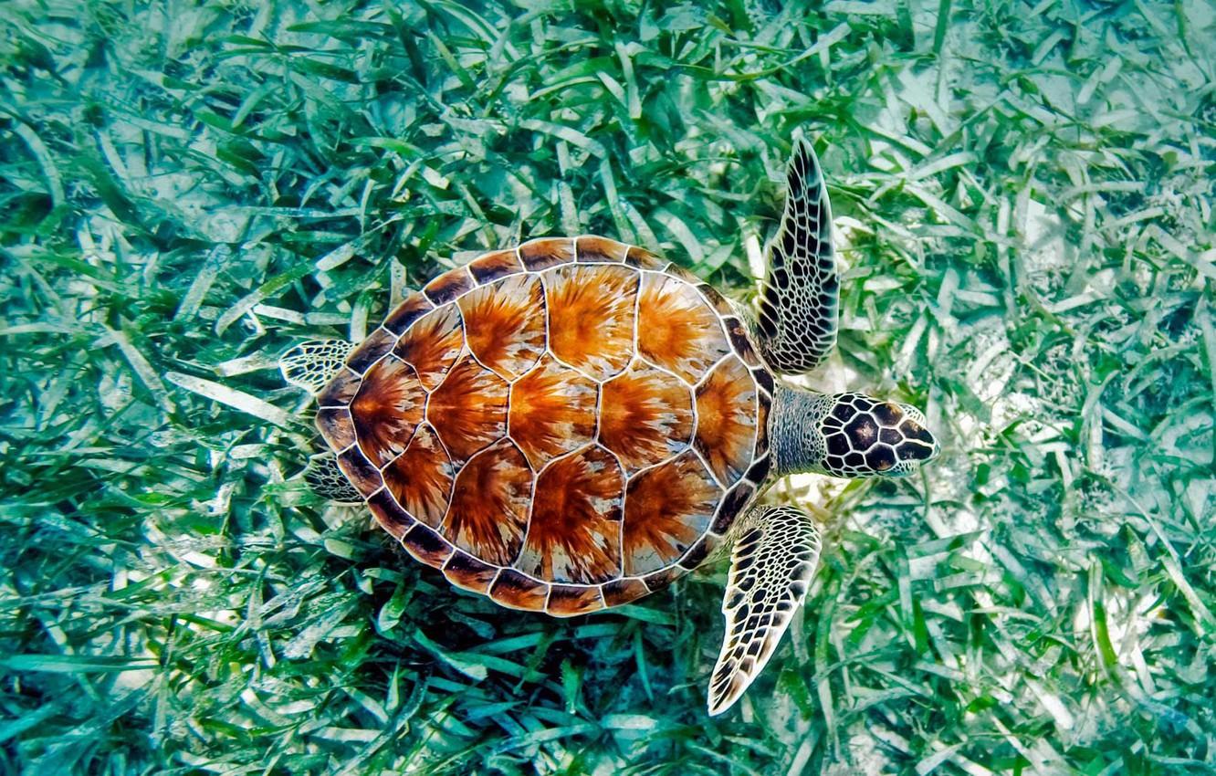 Hawaiian Sea Turtle Wallpapers - Top Free Hawaiian Sea Turtle ...