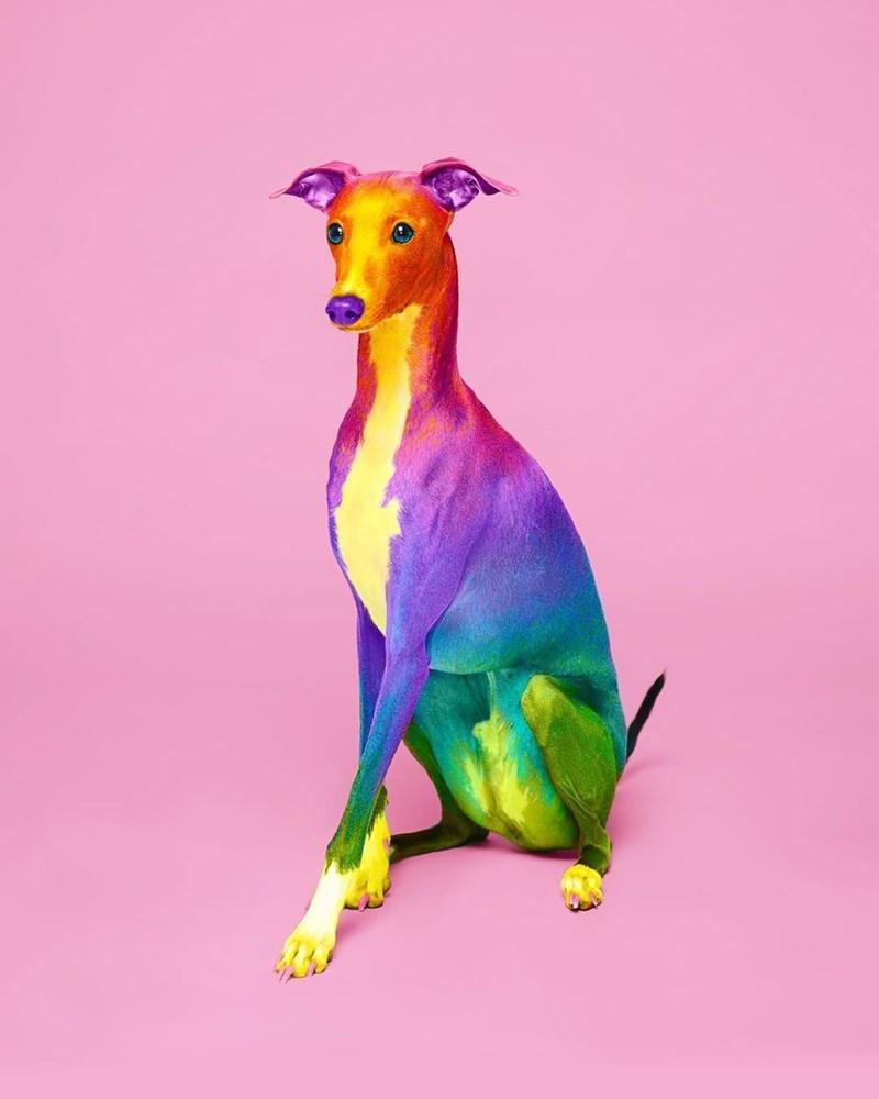 Cute Rainbow Animal Wallpapers - Top Free Cute Rainbow Animal ...