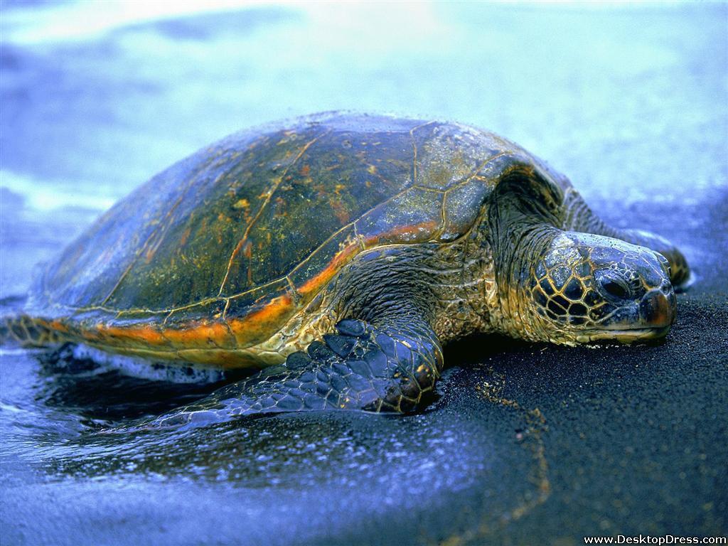 Hawaiian Sea Turtle Wallpapers - Top Free Hawaiian Sea Turtle ...