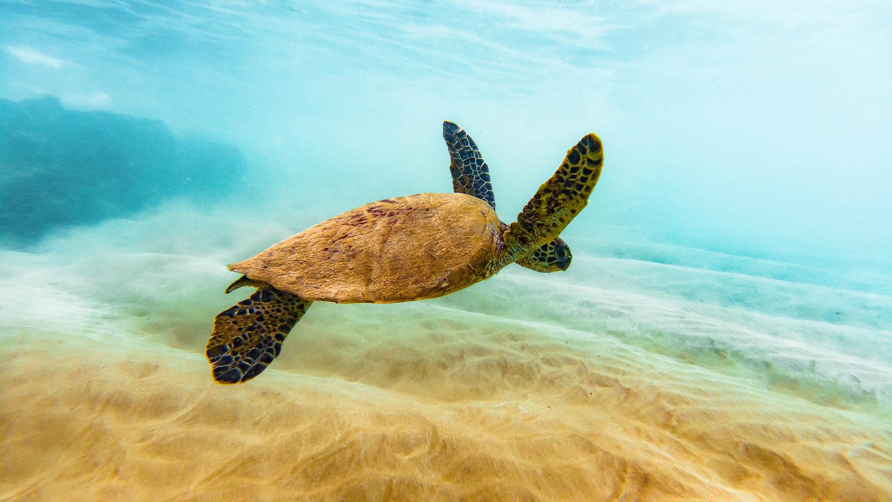 Hawaiian Sea Turtle Wallpapers - Top Free Hawaiian Sea Turtle ...