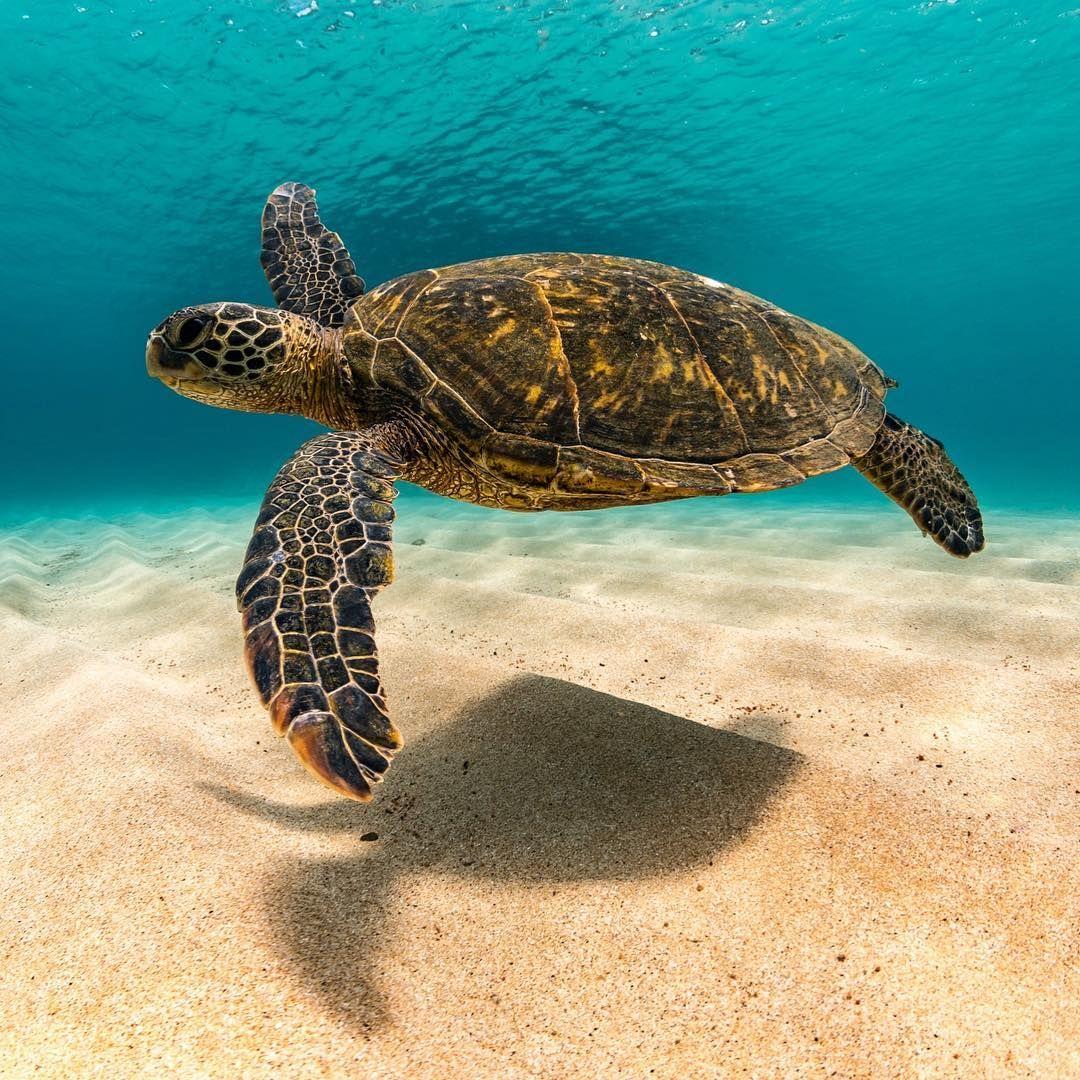 Hawaiian Sea Turtle Wallpapers - Top Free Hawaiian Sea Turtle ...