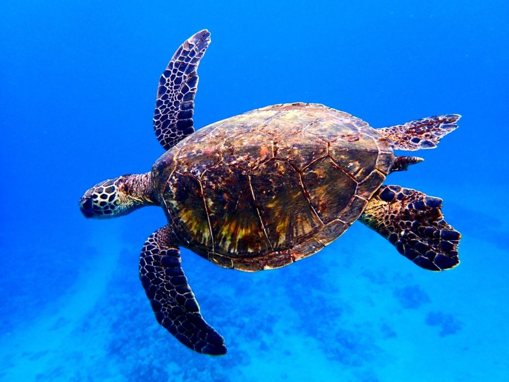 Hawaiian Sea Turtle Wallpapers - Top Free Hawaiian Sea Turtle ...
