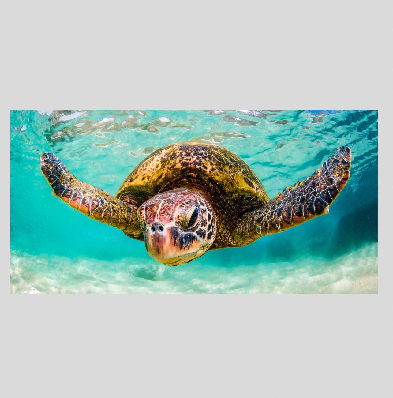 Hawaiian Sea Turtle Wallpapers - Top Free Hawaiian Sea Turtle ...