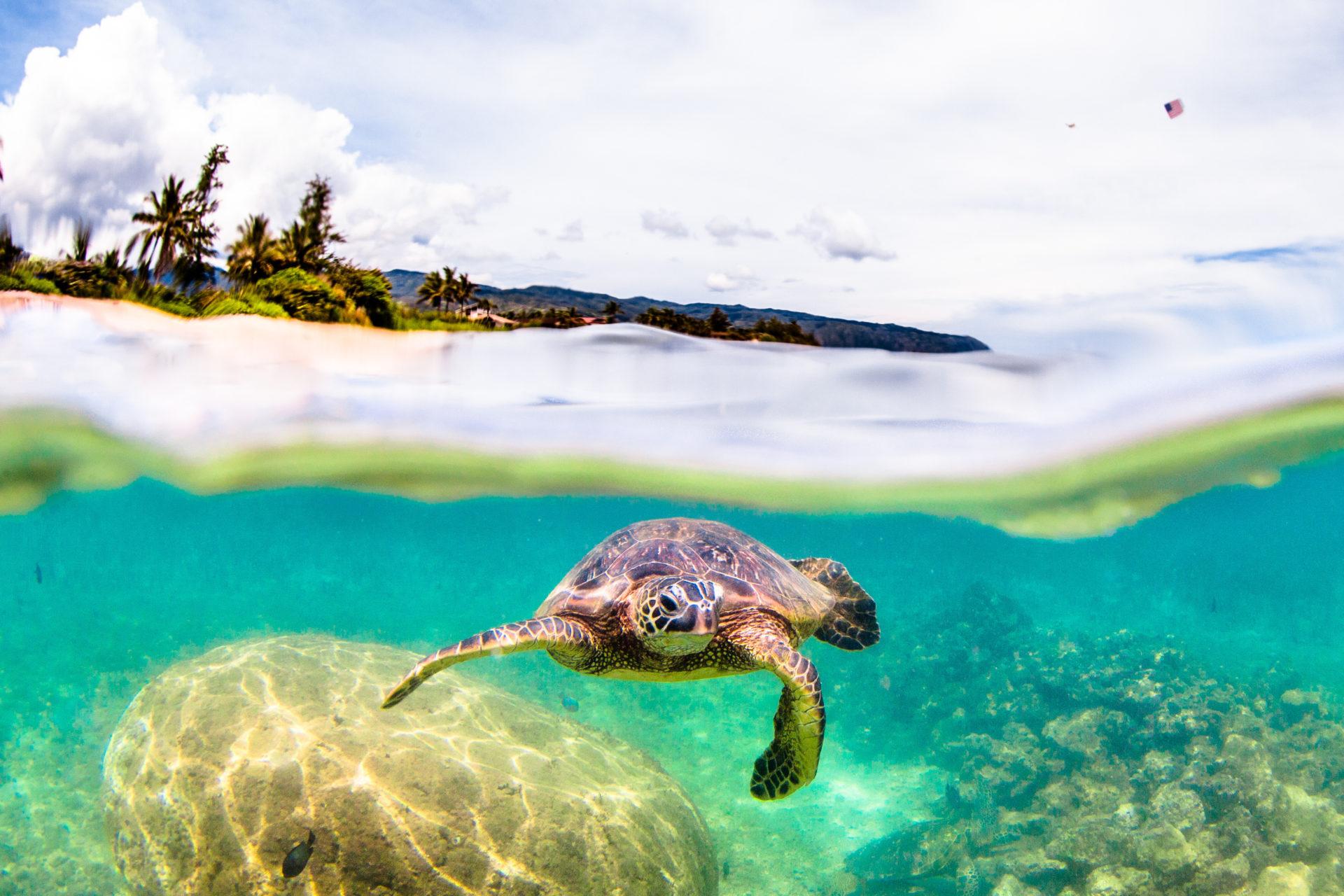 Hawaiian Sea Turtle Wallpapers - Top Free Hawaiian Sea Turtle ...
