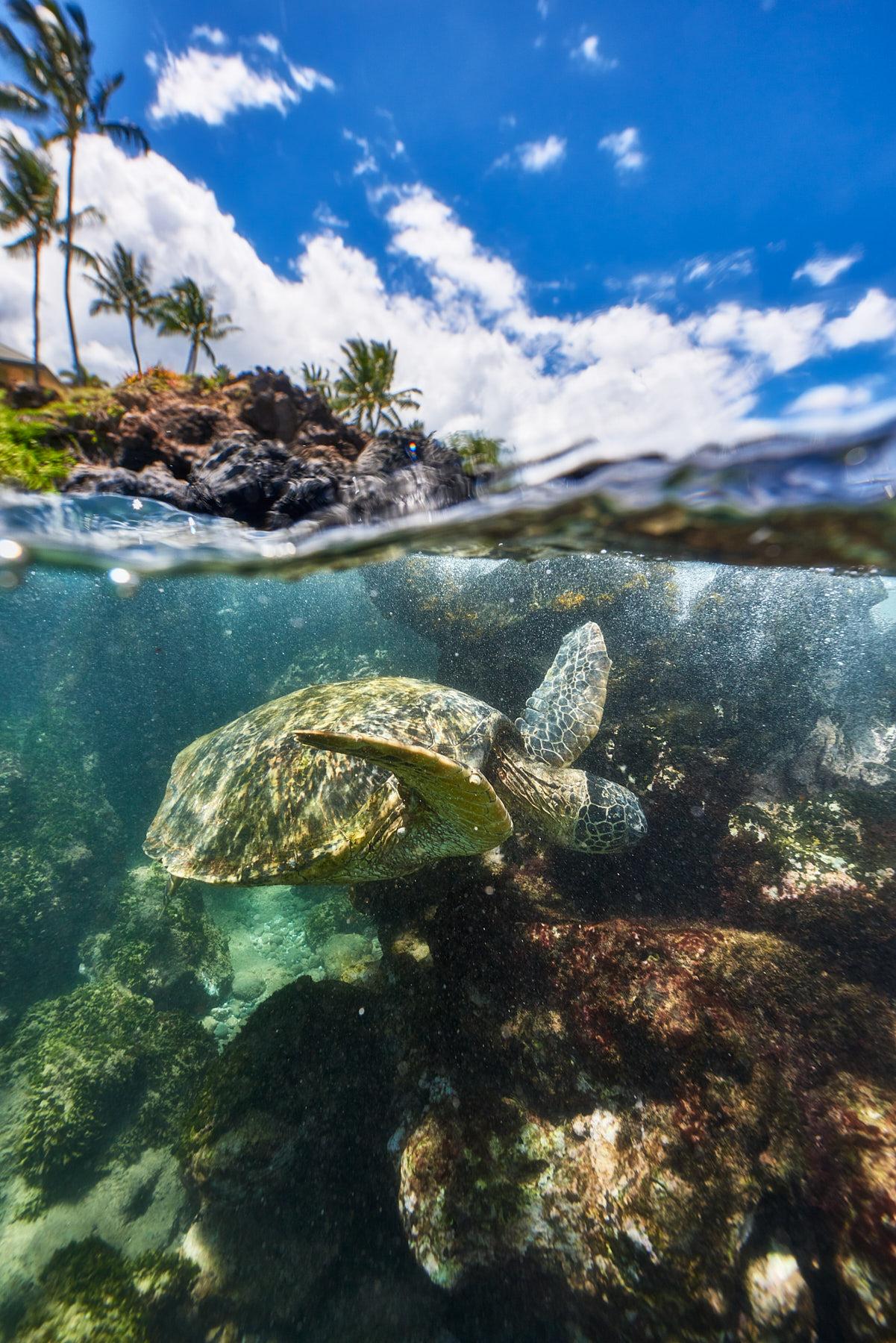Hawaiian Sea Turtle Wallpapers - Top Free Hawaiian Sea Turtle ...