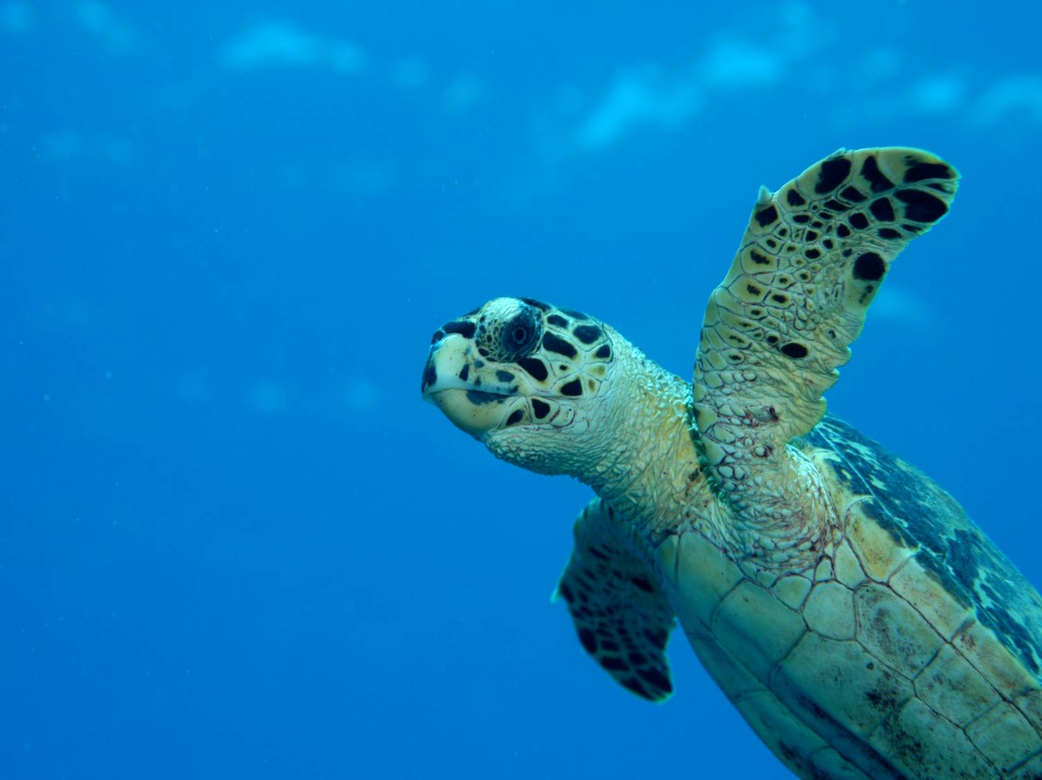Hawaiian Sea Turtle Wallpapers - Top Free Hawaiian Sea Turtle ...