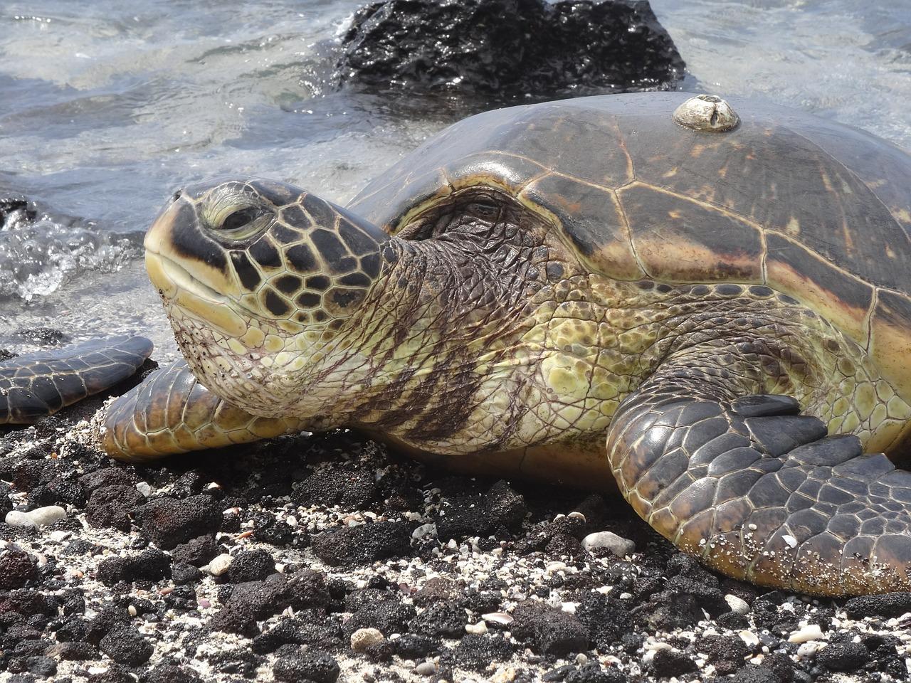 Hawaiian Sea Turtle Wallpapers - Top Free Hawaiian Sea Turtle ...