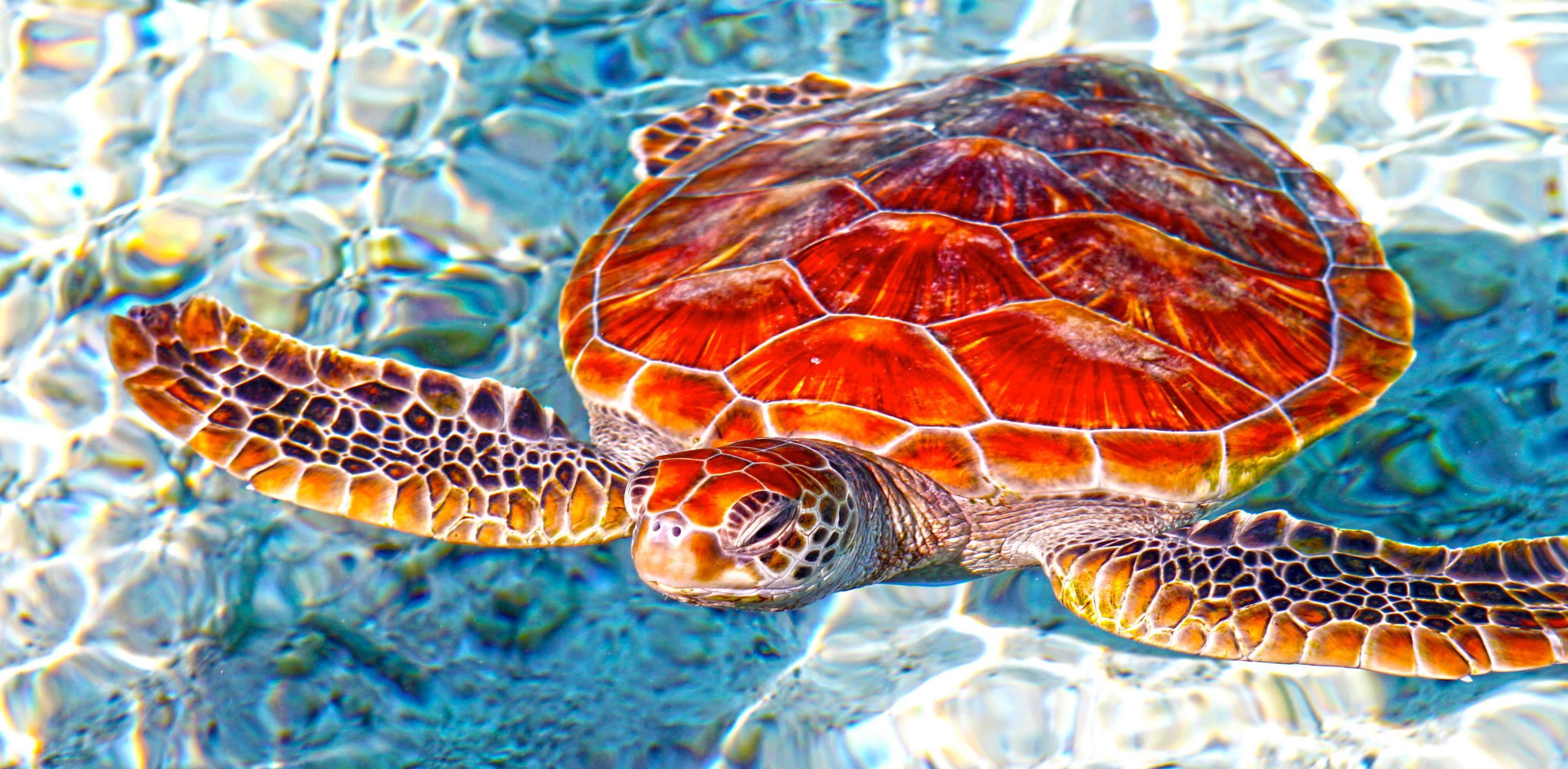Hawaiian Sea Turtle Wallpapers - Top Free Hawaiian Sea Turtle ...