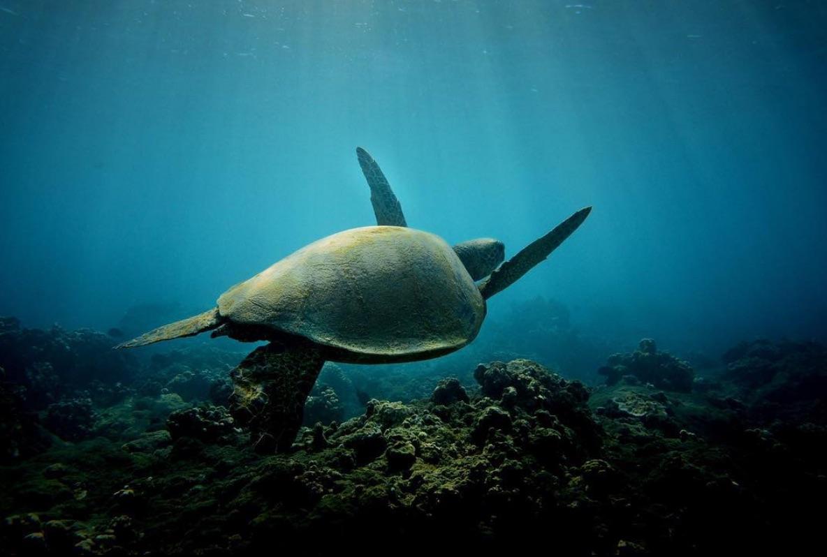 Hawaiian Sea Turtle Wallpapers - Top Free Hawaiian Sea Turtle ...