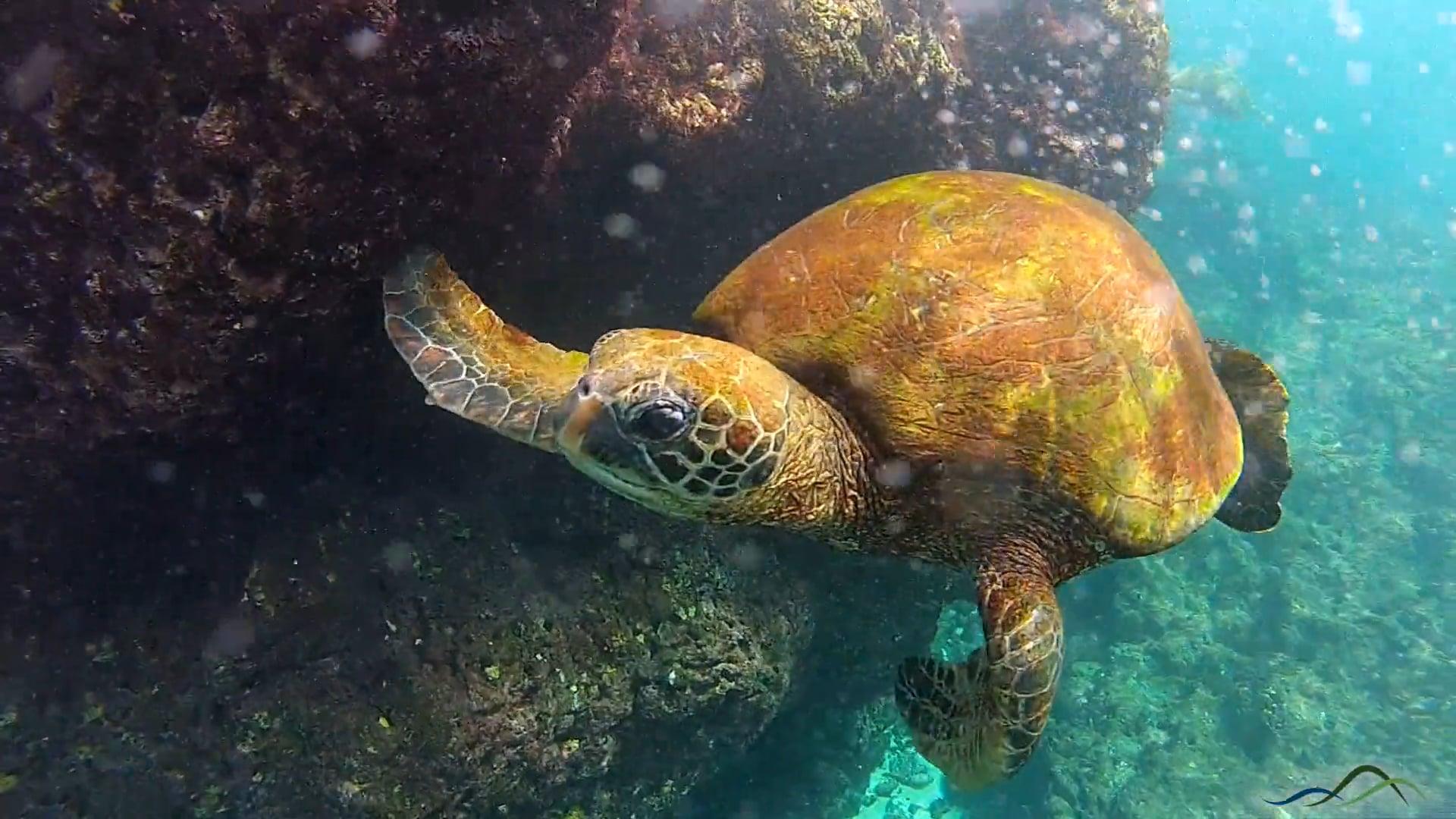 Hawaiian Sea Turtle Wallpapers - Top Free Hawaiian Sea Turtle ...
