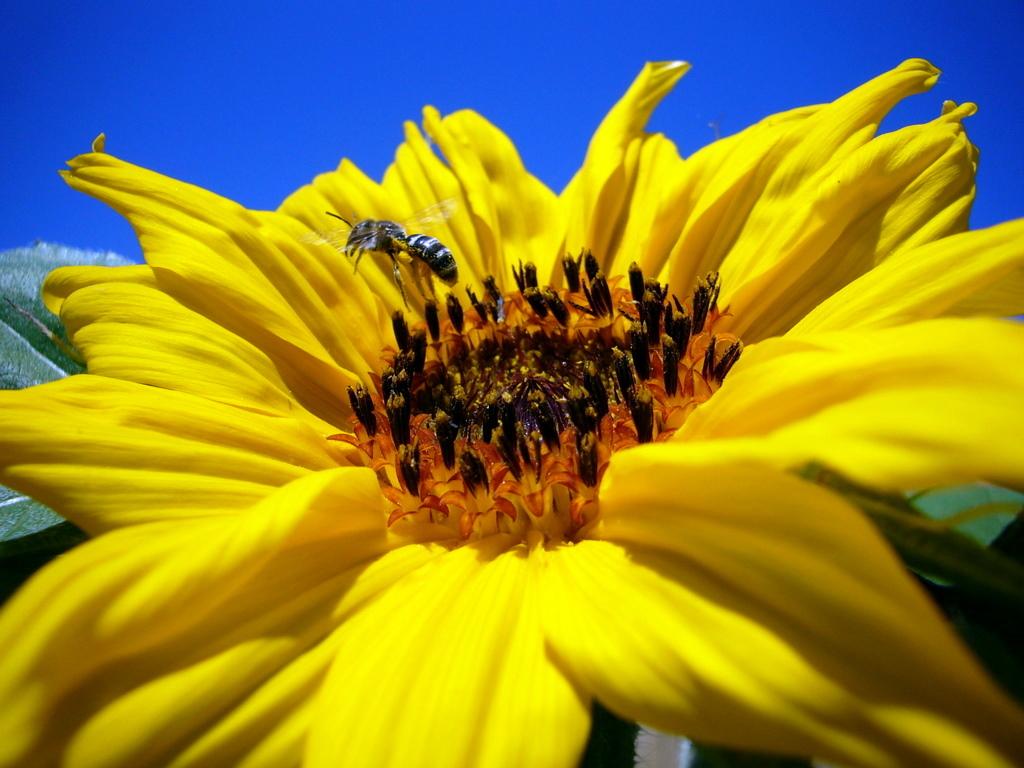 Sunflower and Bee Wallpapers - Top Free Sunflower and Bee Backgrounds ...