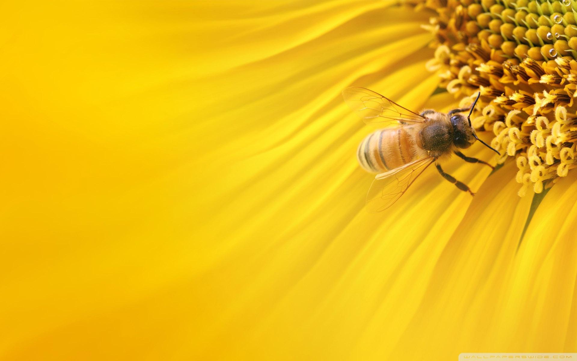 Sunflower and Bee Wallpapers - Top Free Sunflower and Bee Backgrounds ...