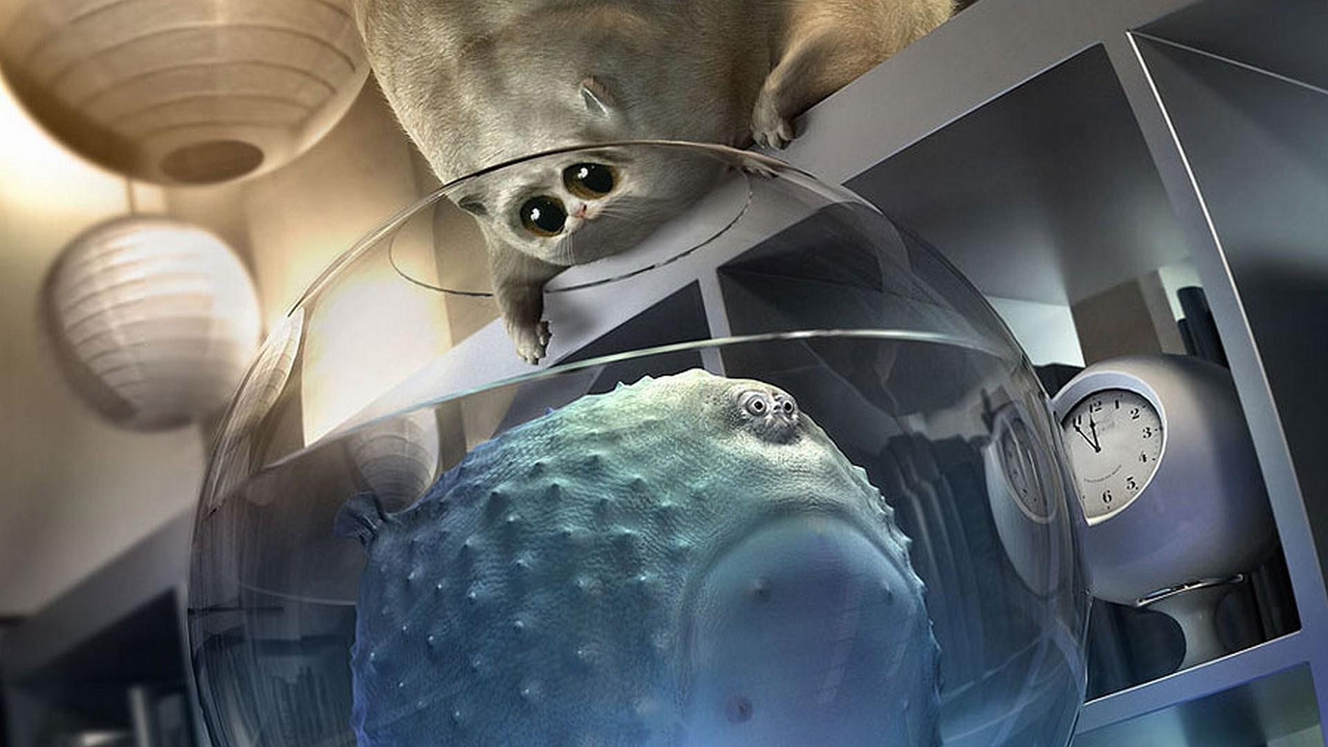 Funny Fish Wallpapers - Top Free Funny Fish Backgrounds - WallpaperAccess