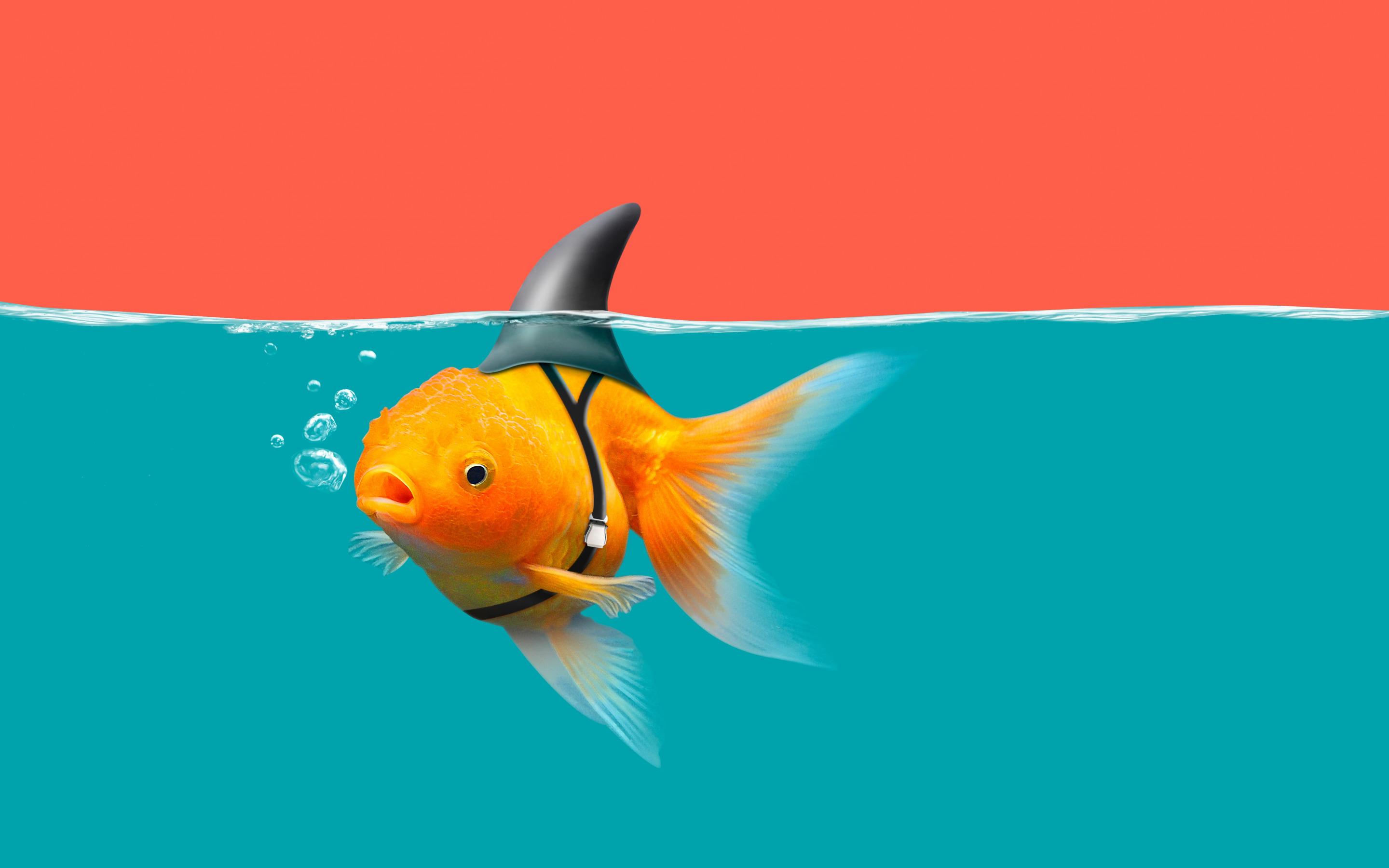 Funny Fish Wallpapers - Top Free Funny Fish Backgrounds - WallpaperAccess