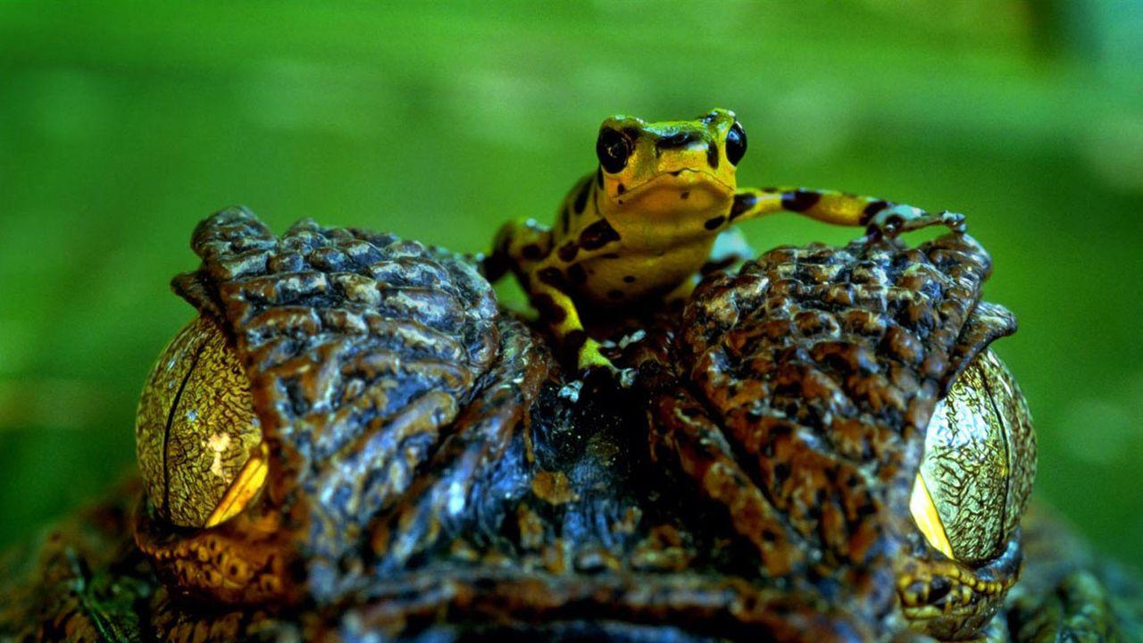 Bing Frog Wallpapers - Top Free Bing Frog Backgrounds - WallpaperAccess