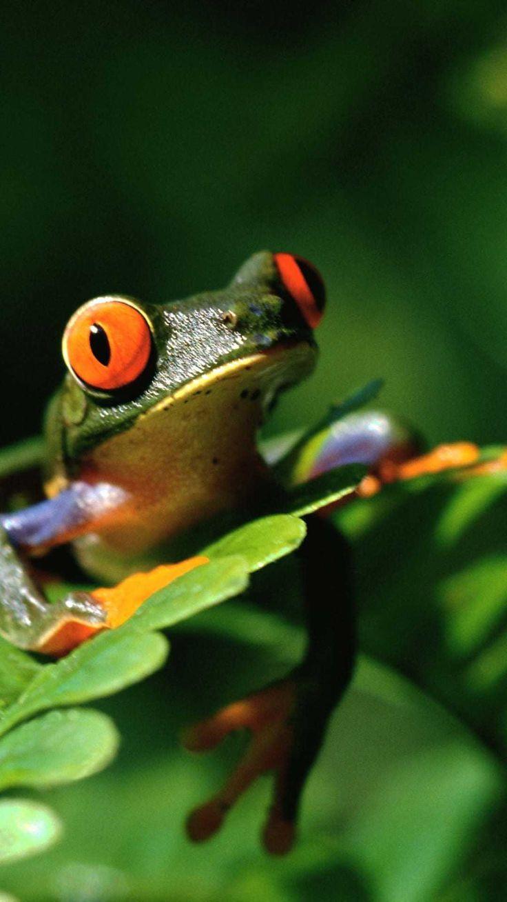 Bing Frog Wallpapers - Top Free Bing Frog Backgrounds - WallpaperAccess