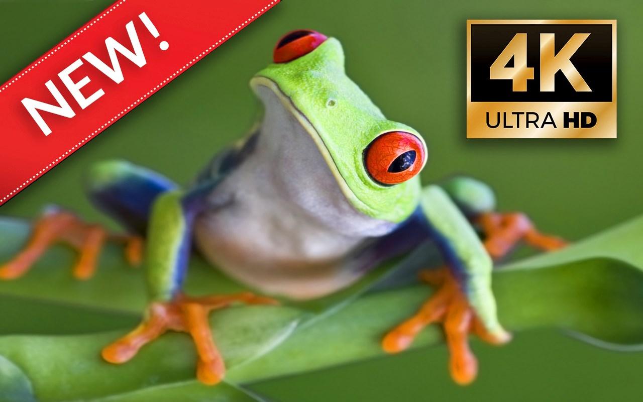 Bing Frog Wallpapers - Top Free Bing Frog Backgrounds - WallpaperAccess