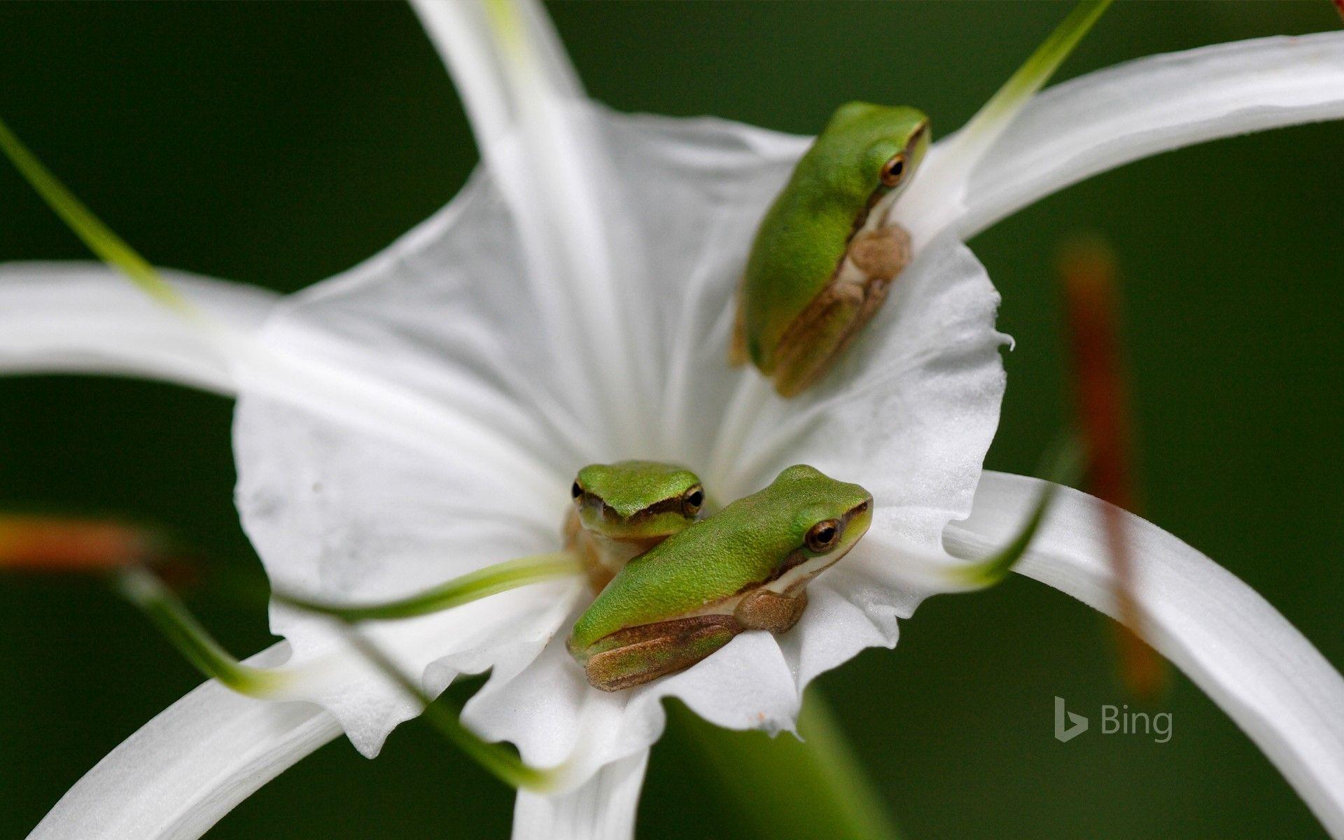 Bing Frog Wallpapers - Top Free Bing Frog Backgrounds - WallpaperAccess