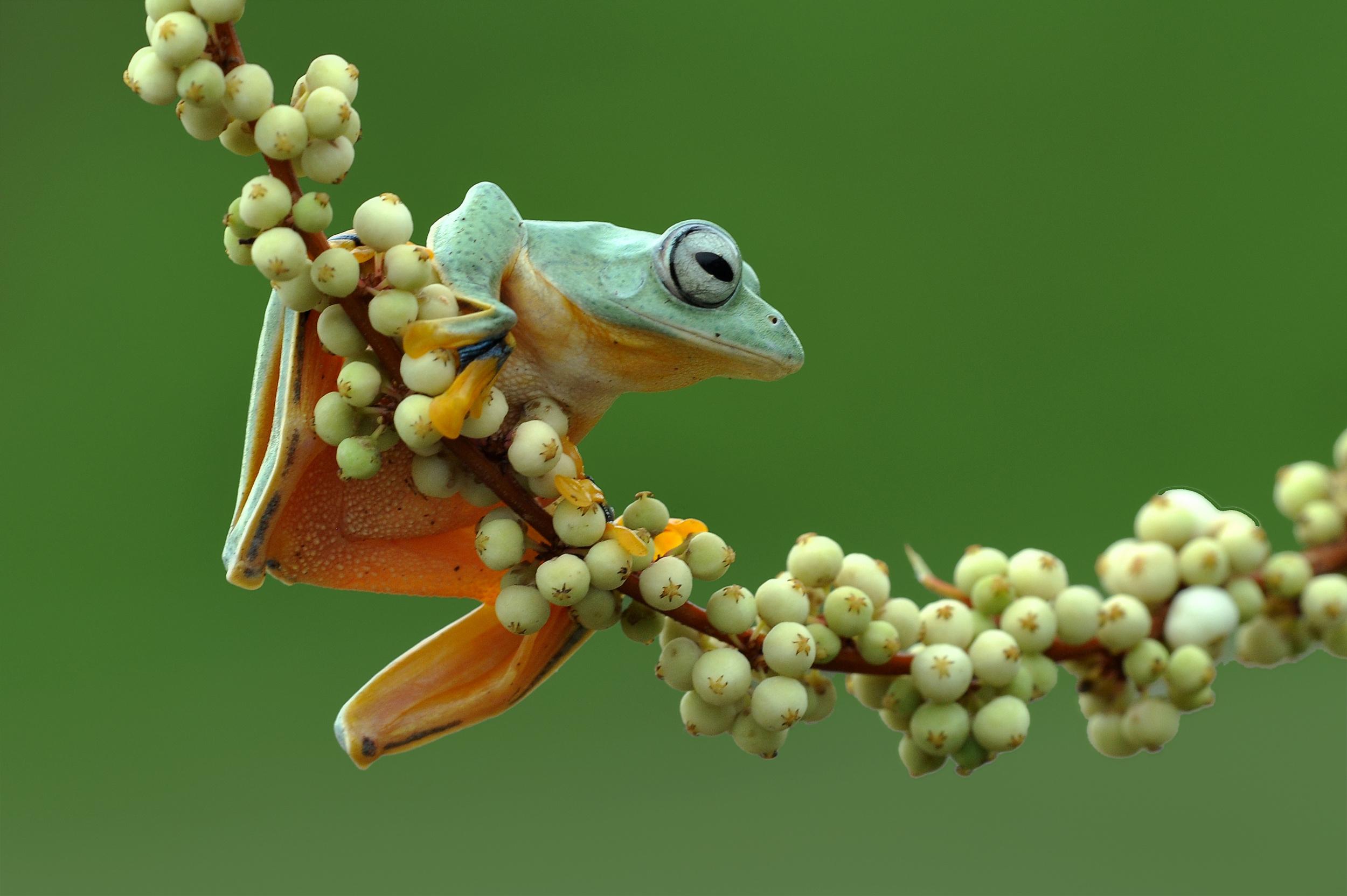 Bing Frog Wallpapers - Top Free Bing Frog Backgrounds - WallpaperAccess