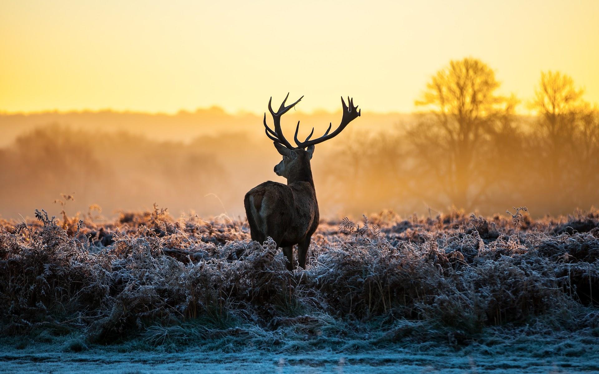 Deer Computer Wallpapers - Top Free Deer Computer Backgrounds ...