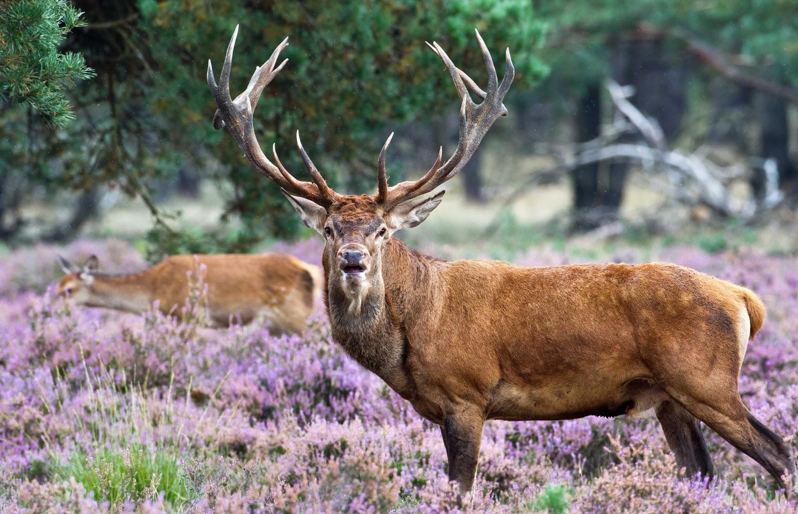 Deer Computer Wallpapers - Top Free Deer Computer Backgrounds ...