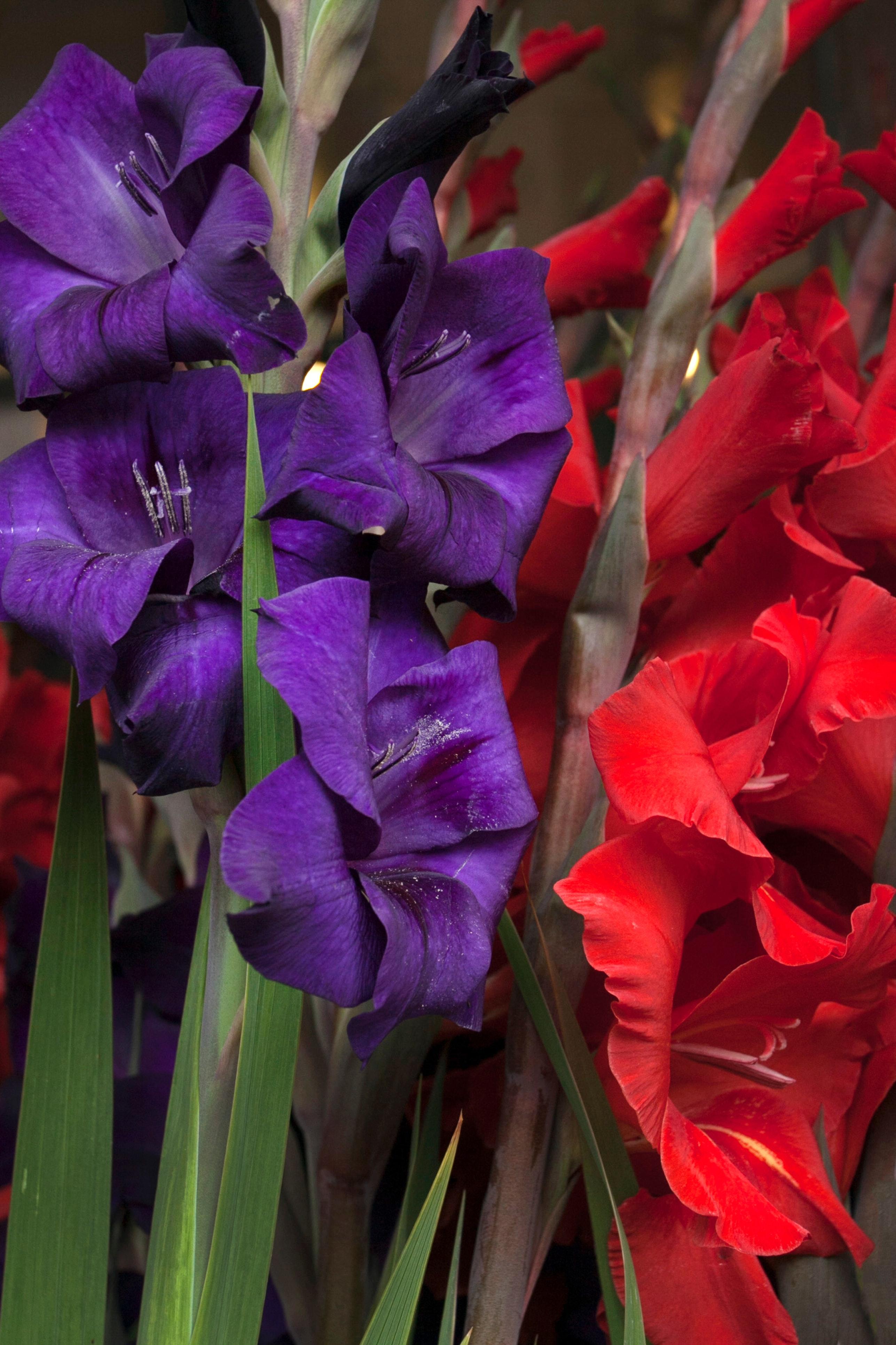 Purple Gladiolus Wallpapers - Top Free Purple Gladiolus Backgrounds ...