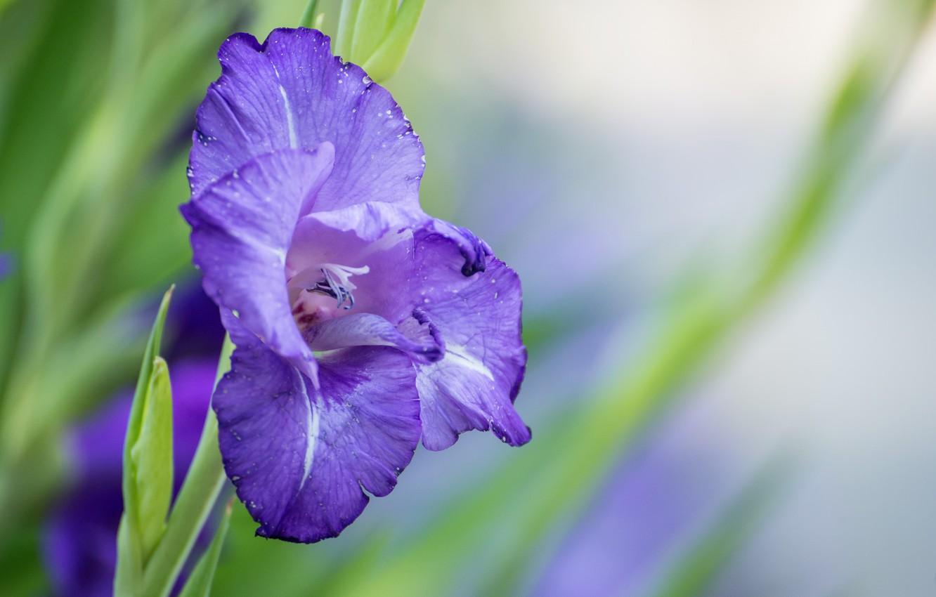 Purple Gladiolus Wallpapers - Top Free Purple Gladiolus Backgrounds ...