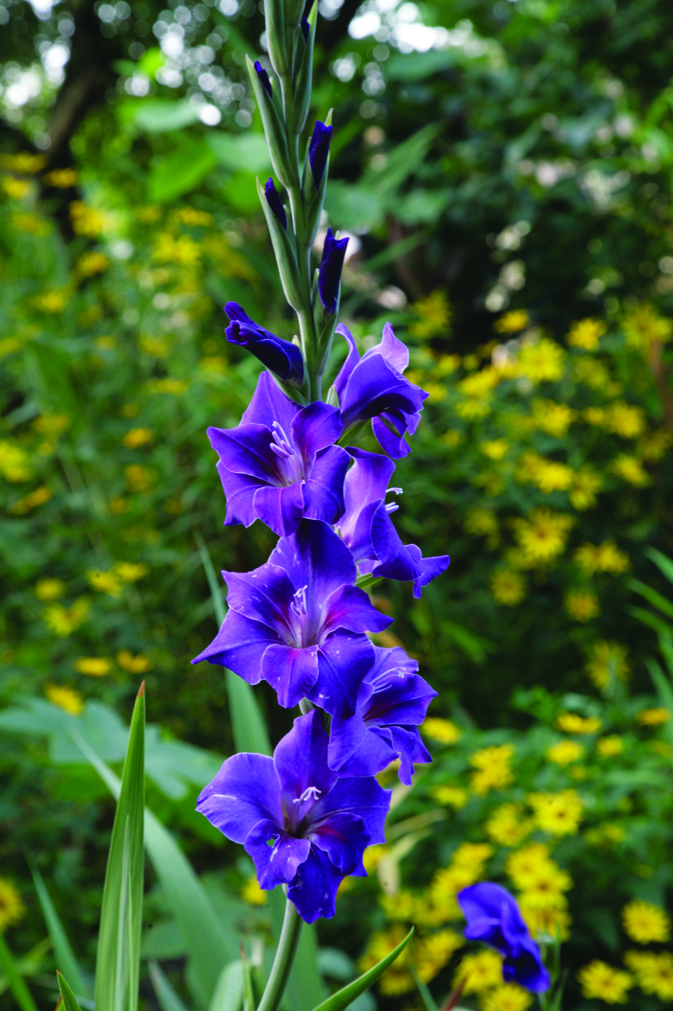 Purple Gladiolus Wallpapers - Top Free Purple Gladiolus Backgrounds ...