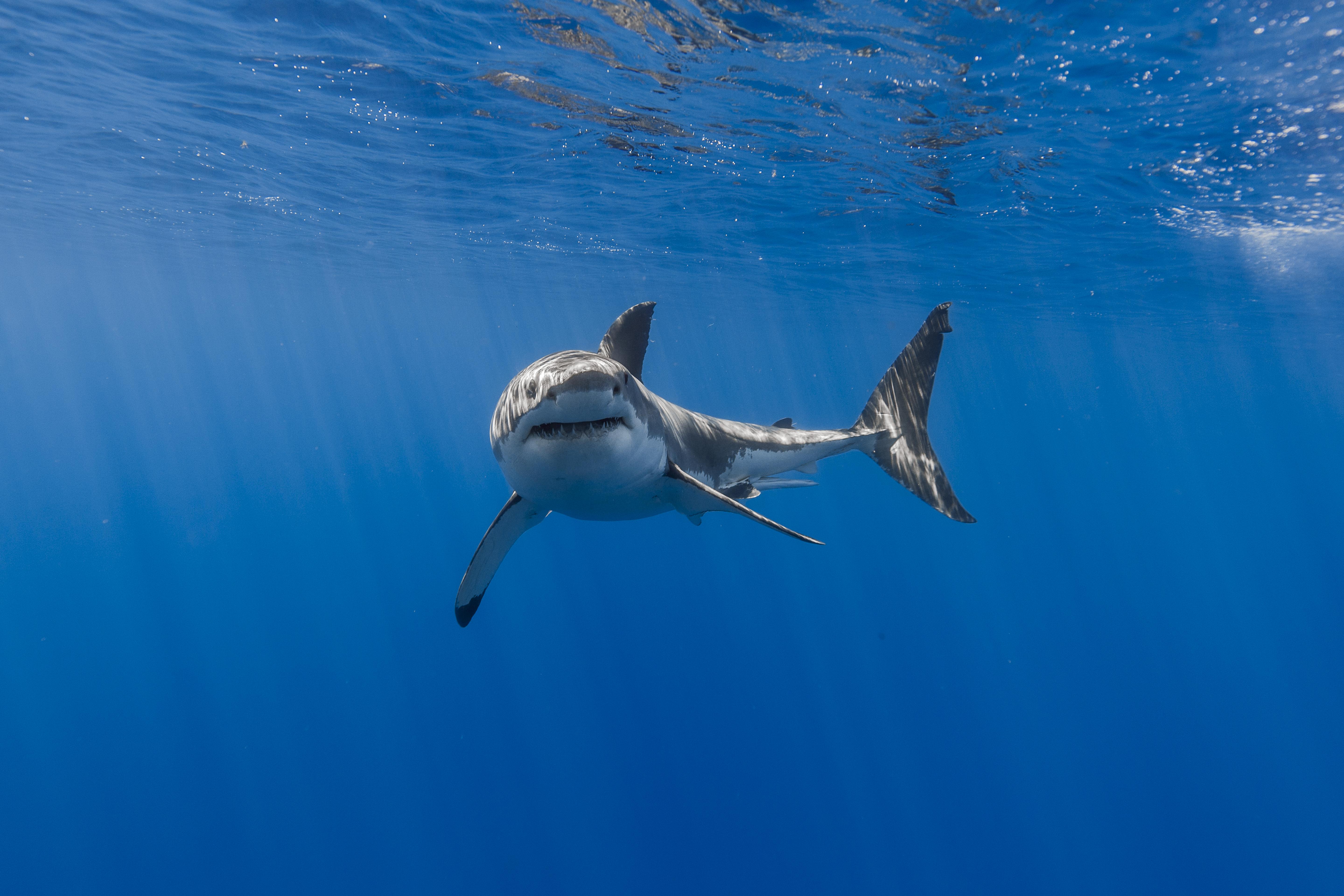 Ultra HD Shark Wallpapers - Top Free Ultra HD Shark Backgrounds ...