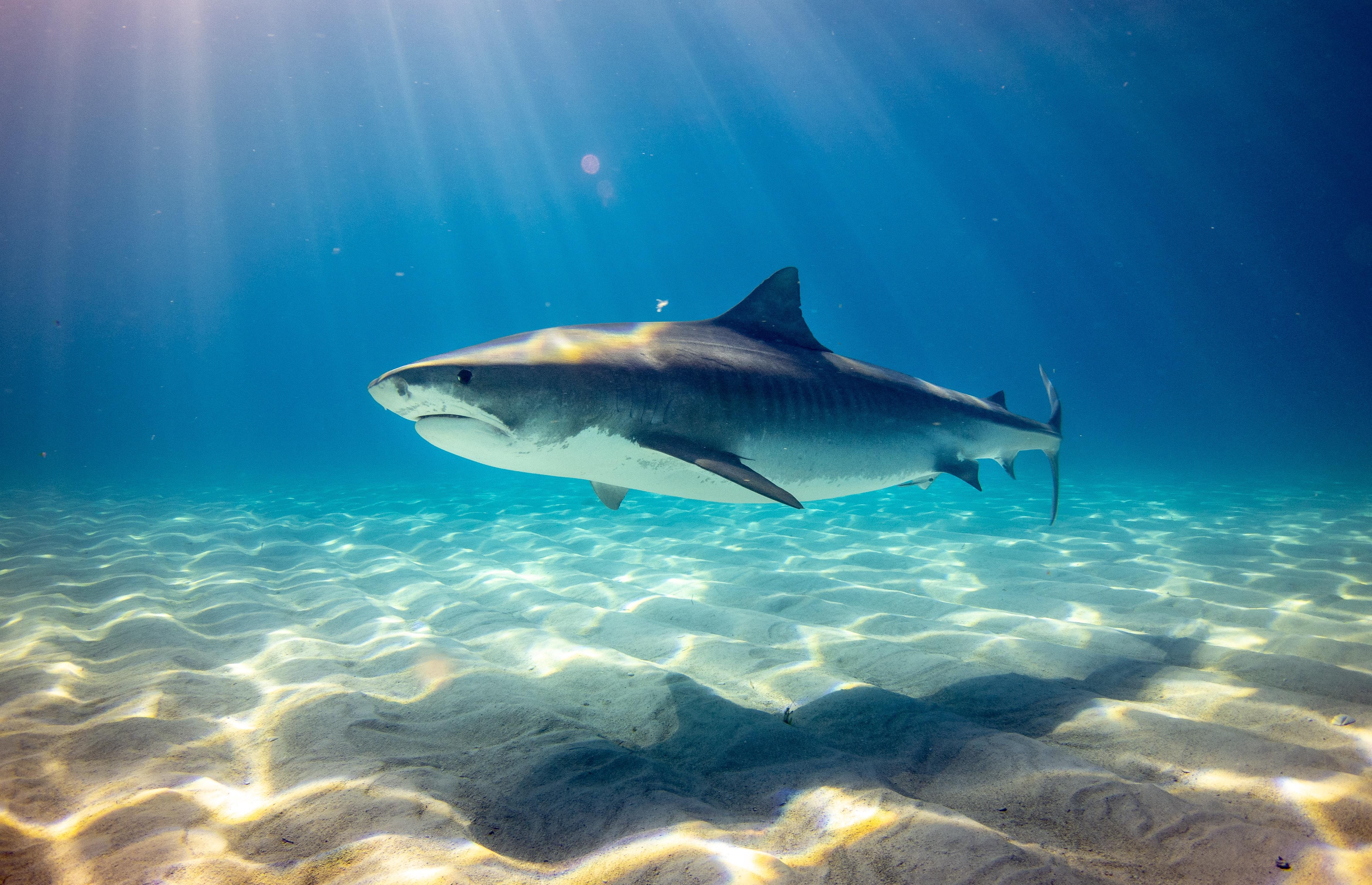 Ultra HD Shark Wallpapers - Top Free Ultra HD Shark Backgrounds ...